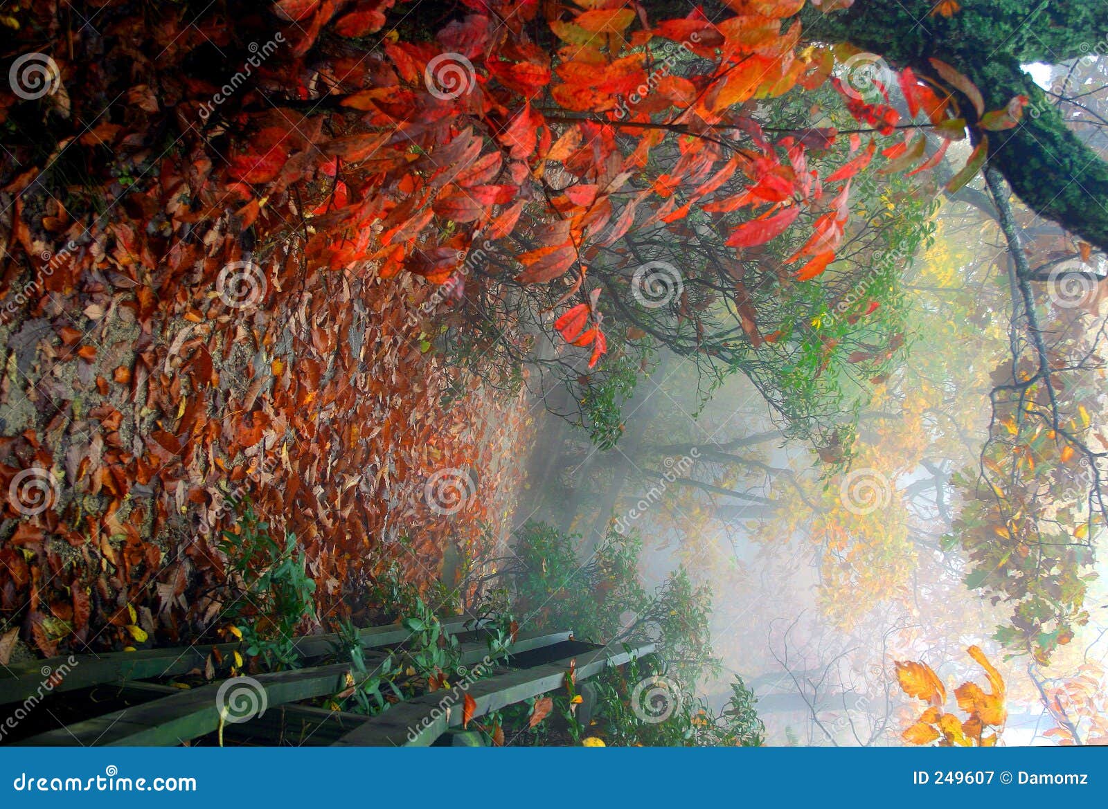 Fall walk stock image. Image of dawn, path, leaves, trees - 249607