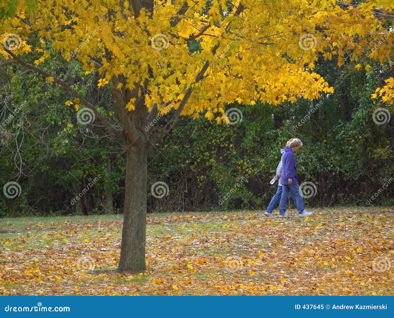 Fall Walk stock image. Image of leaves, diet, autumn, walk - 437645