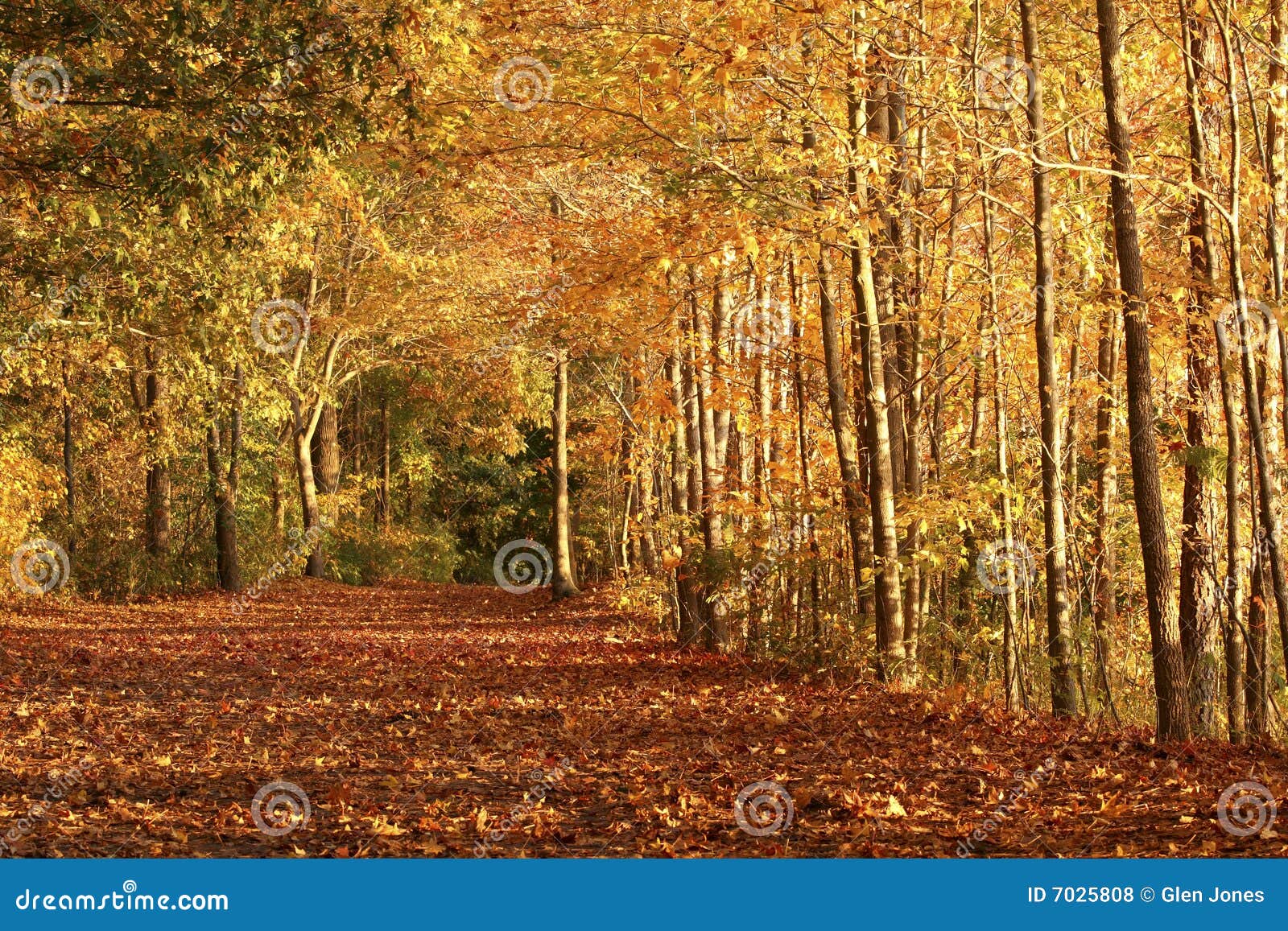 Fall walk stock photo. Image of september, hiking, landscape - 7025808