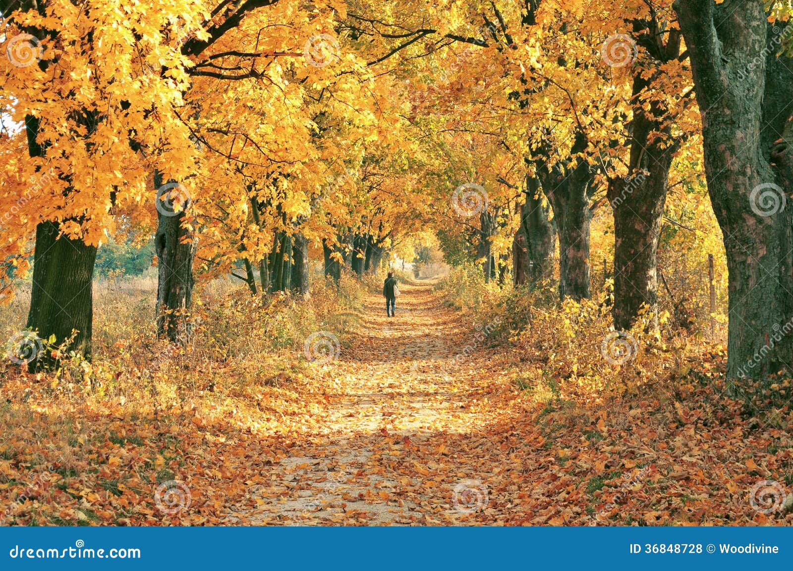 Fall stock photo. Image of trees, view, countryside, lonely - 36848728