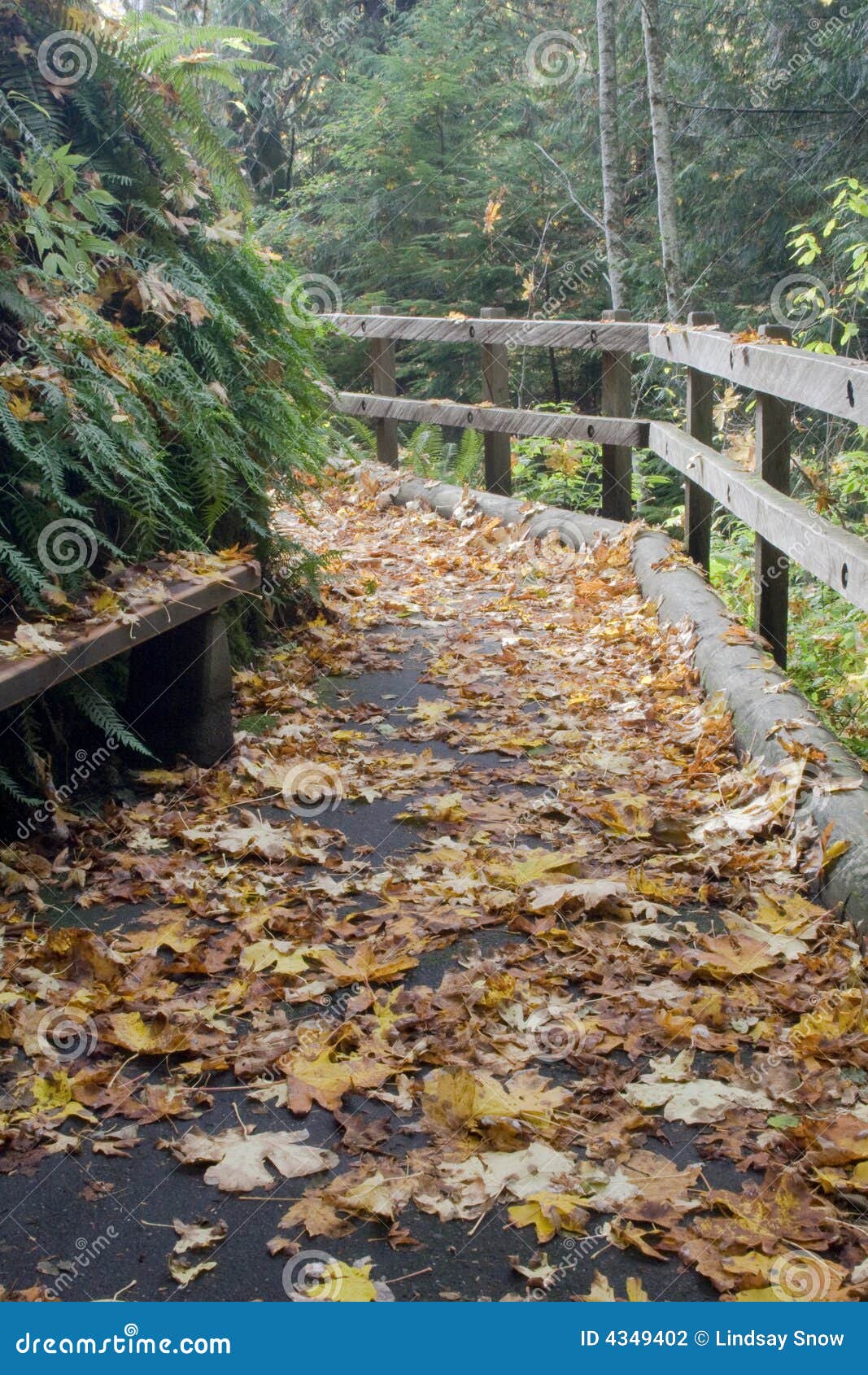 Fall walkway stock photo. Image of walk, rural, treking - 4349402