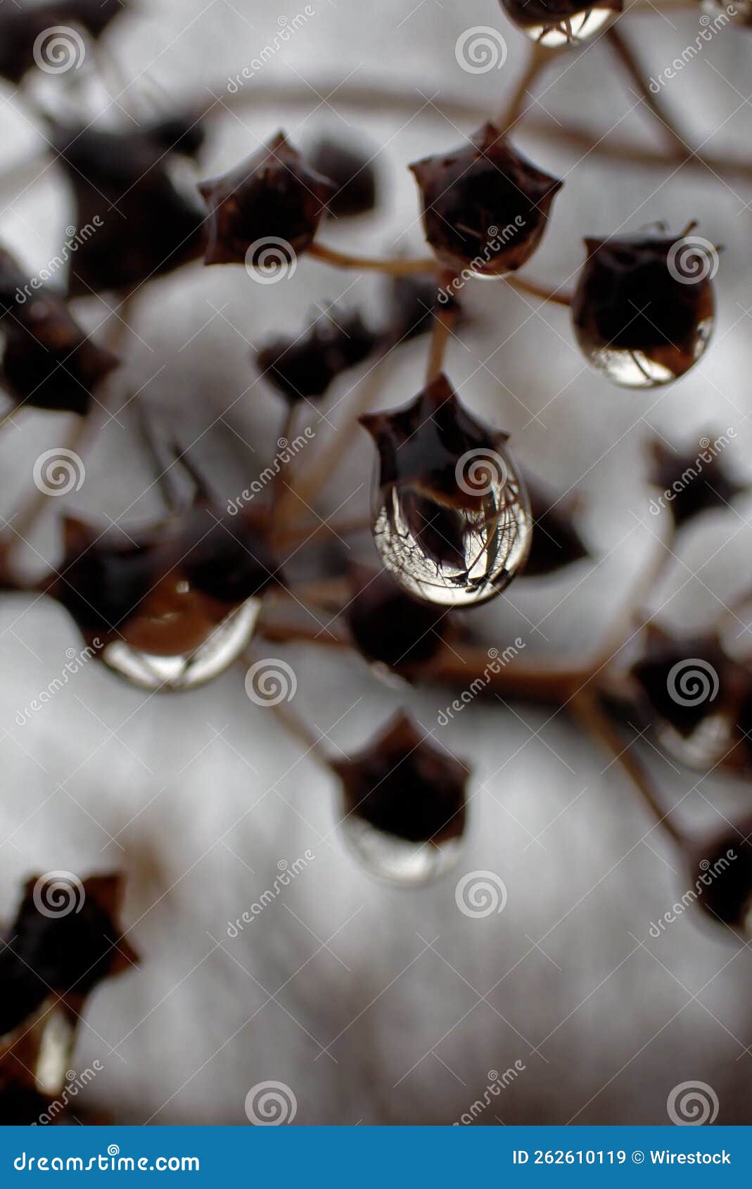 Fall of Water Drop in the Morning Dew. Stock Image - Image of macro ...