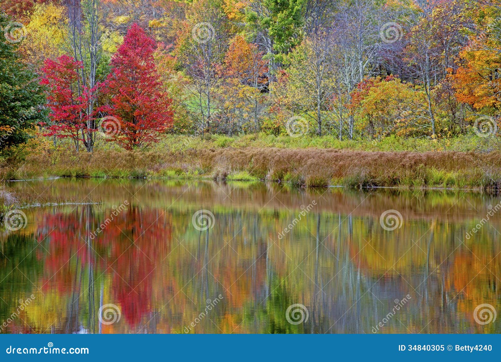 Fall Water Reflections in a Small Pond. Stock Image - Image of scenic ...