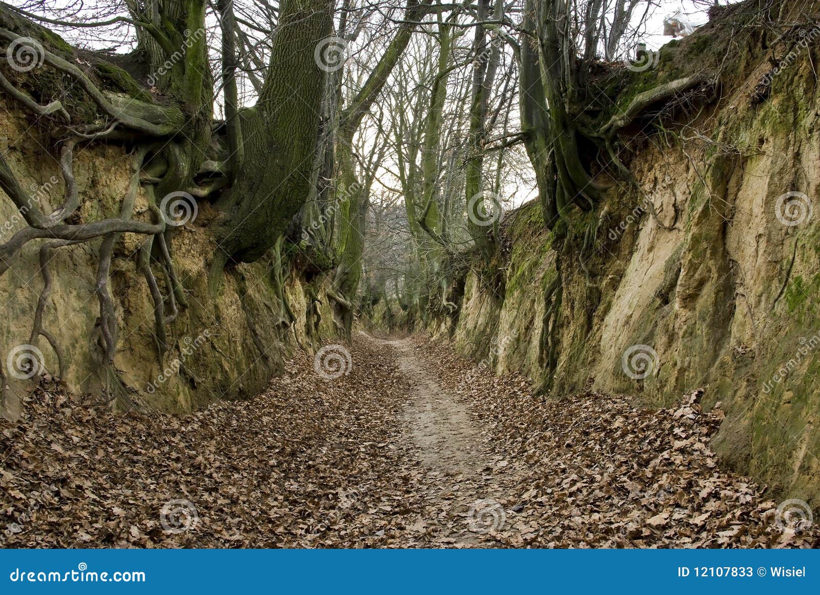 Fall way stock image. Image of forest, colorful, change - 12107833