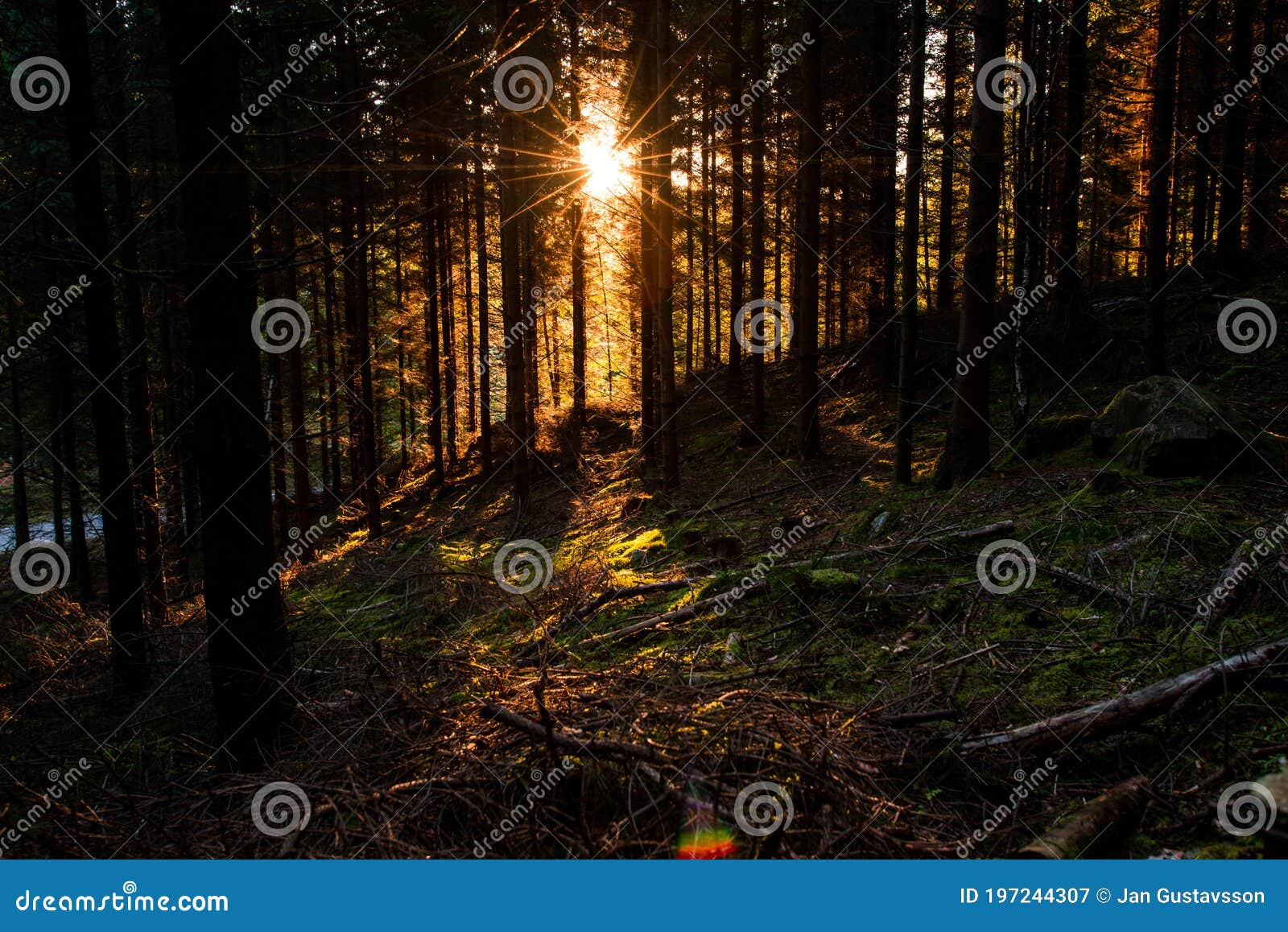 Fall is on the way stock image. Image of forest, gold - 197244307