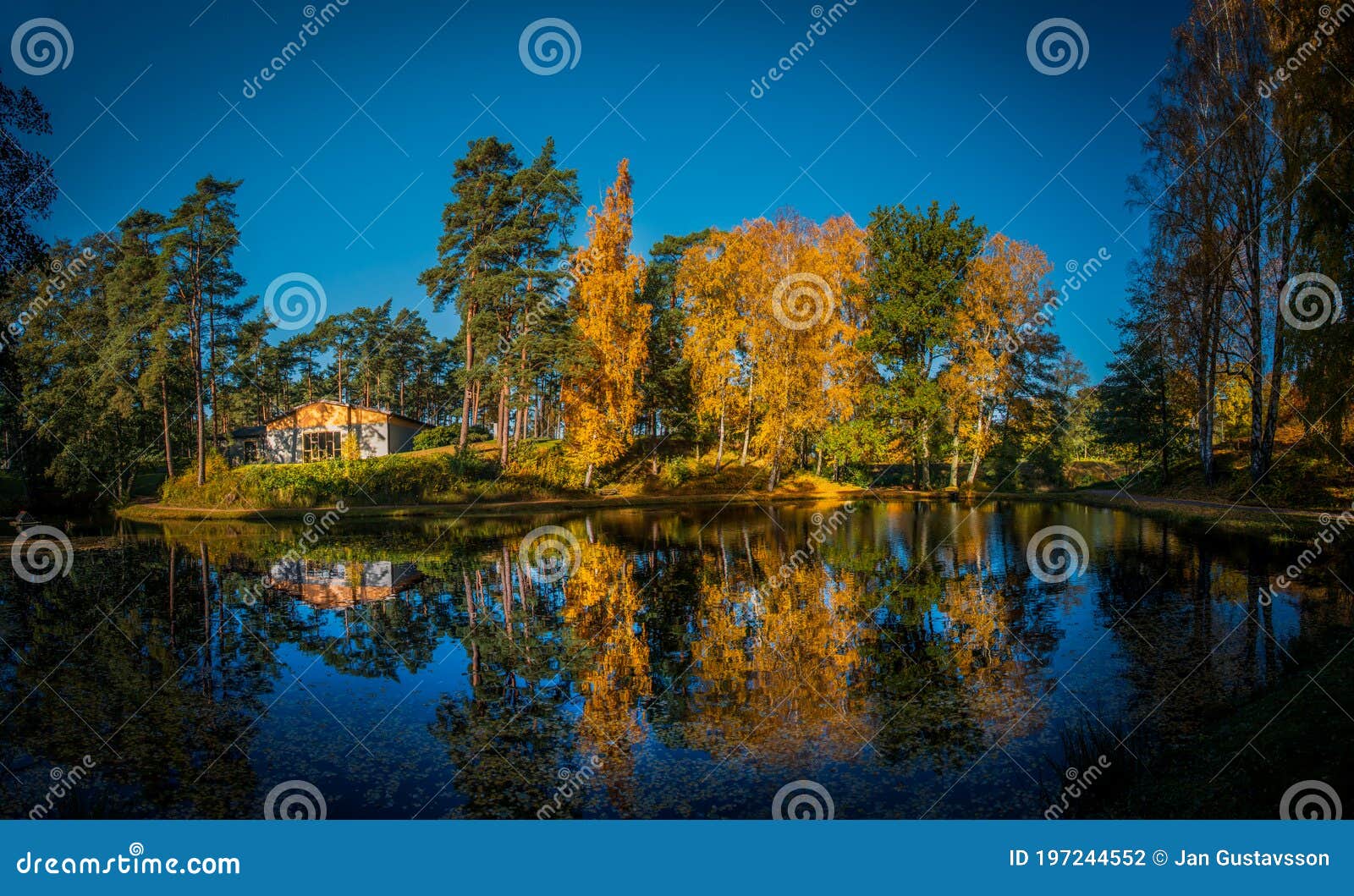 Fall is on the way stock photo. Image of beech, beautiful - 197244552