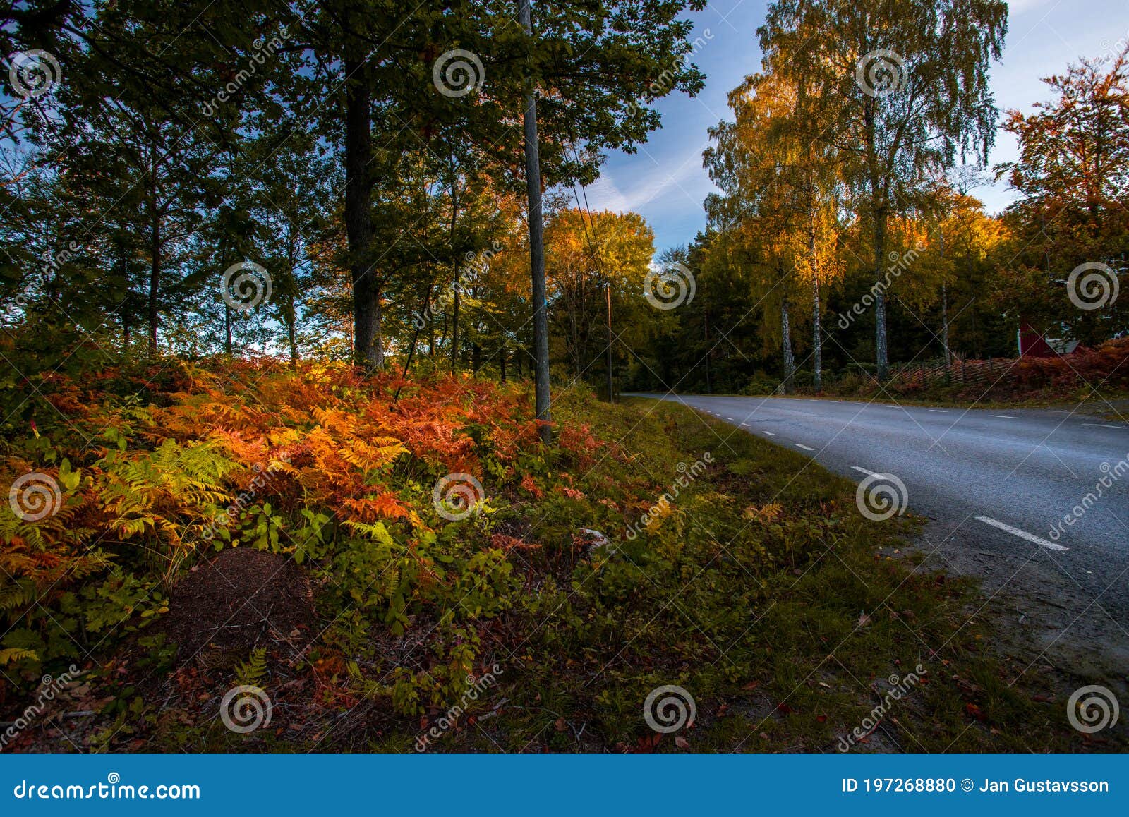 Fall is on the way stock photo. Image of light, evening - 197268880