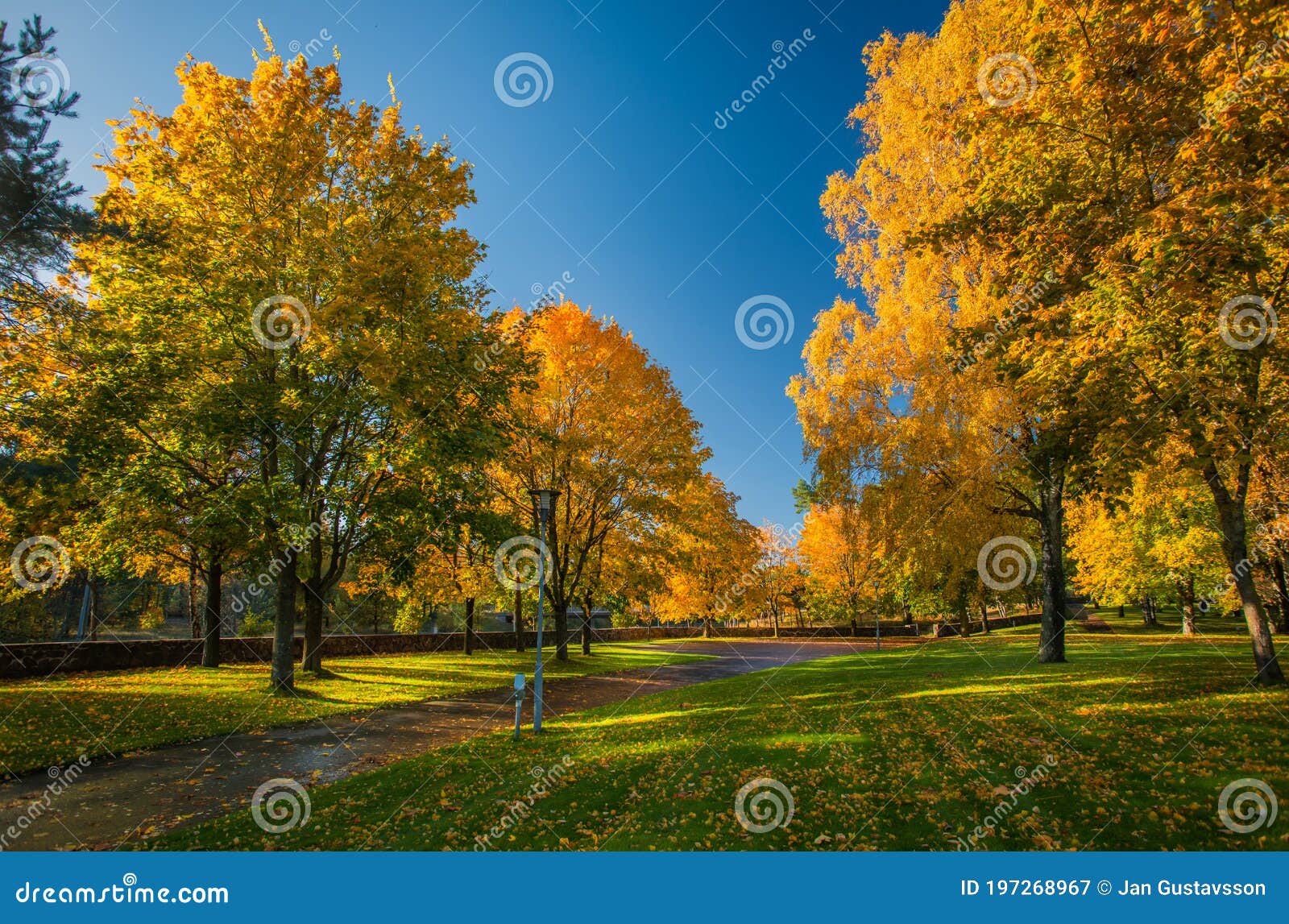 Fall is on the way stock image. Image of golden, leaf - 197268967