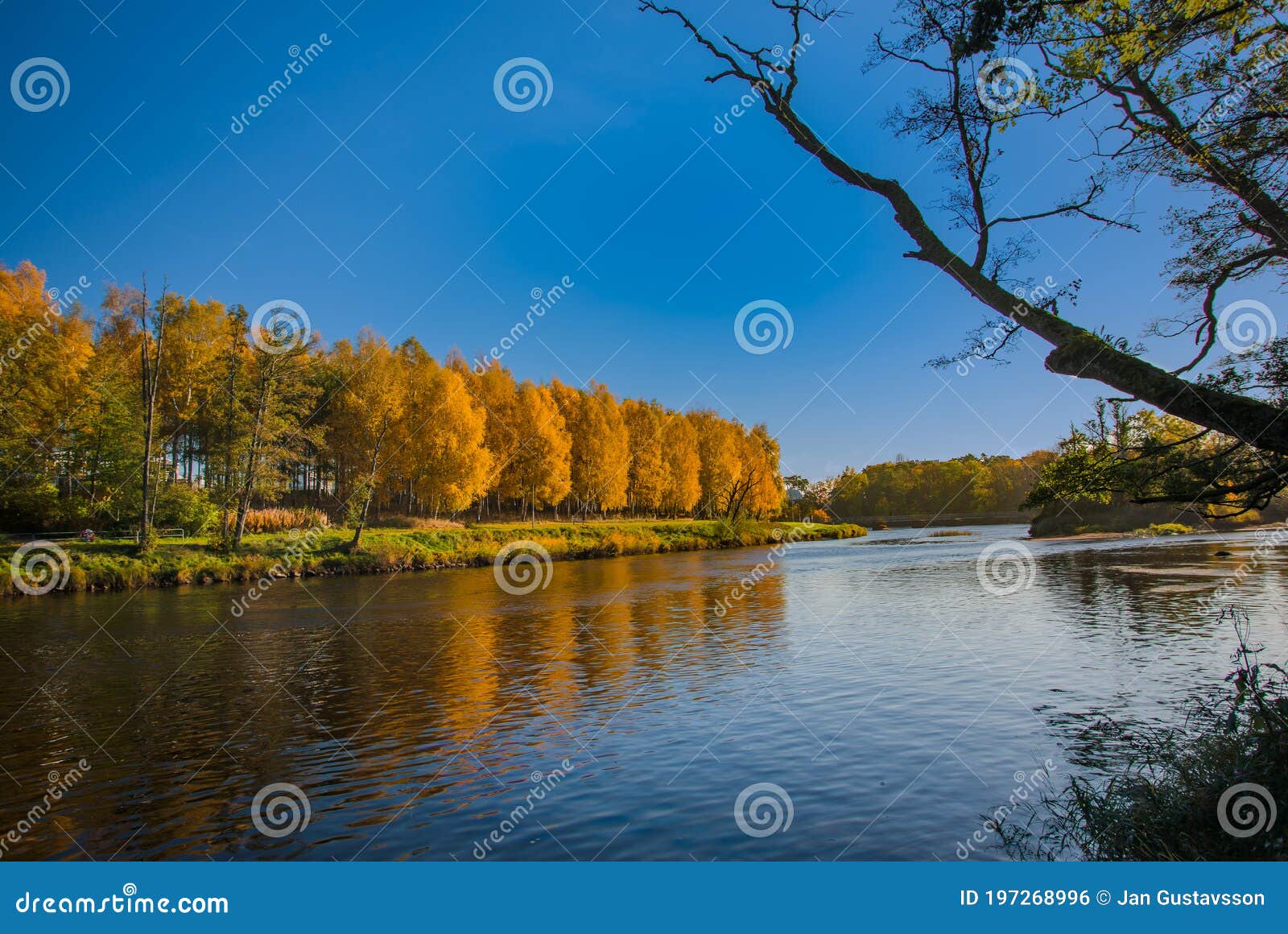 Fall is on the way stock photo. Image of natural, light - 197268996