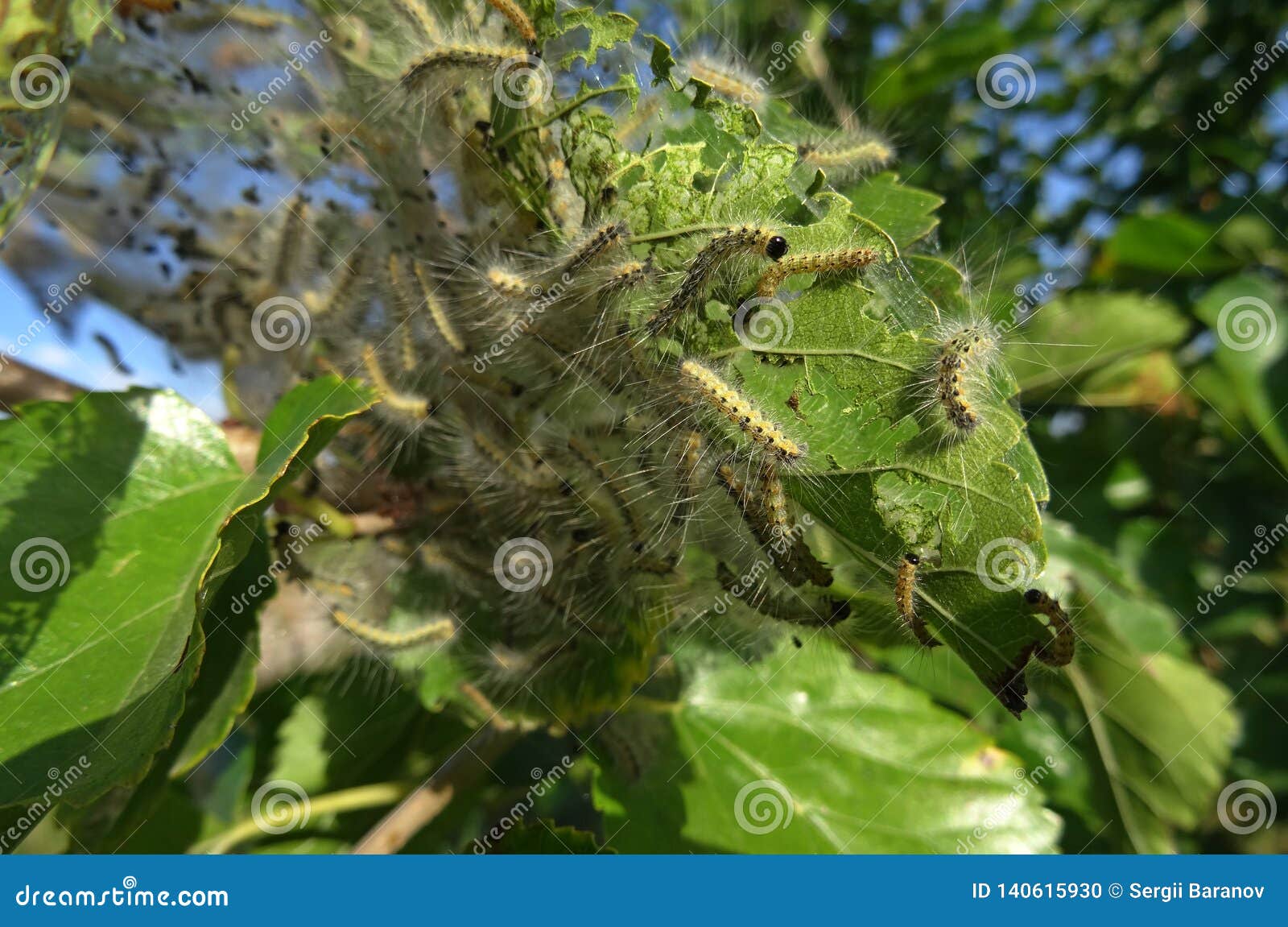 Fall Web Worms Building Cocoons on the Mulberry Tree Stock Photo ...