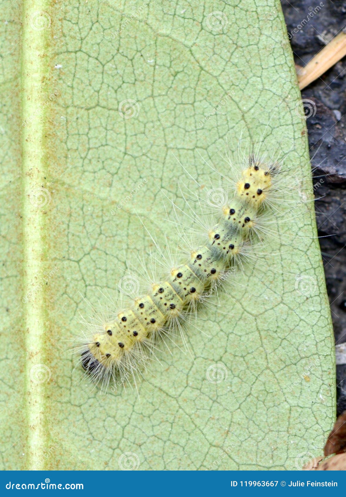 Fall Webworm Moth Larva Crawl Over White Royalty-Free Stock Image ...