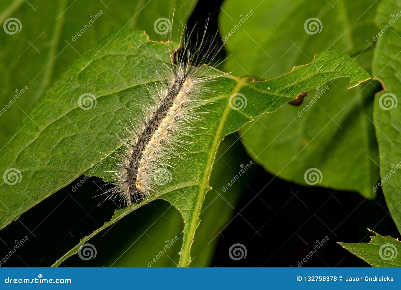 Fall Webworm Close up stock photo. Image of defoliation - 132758378