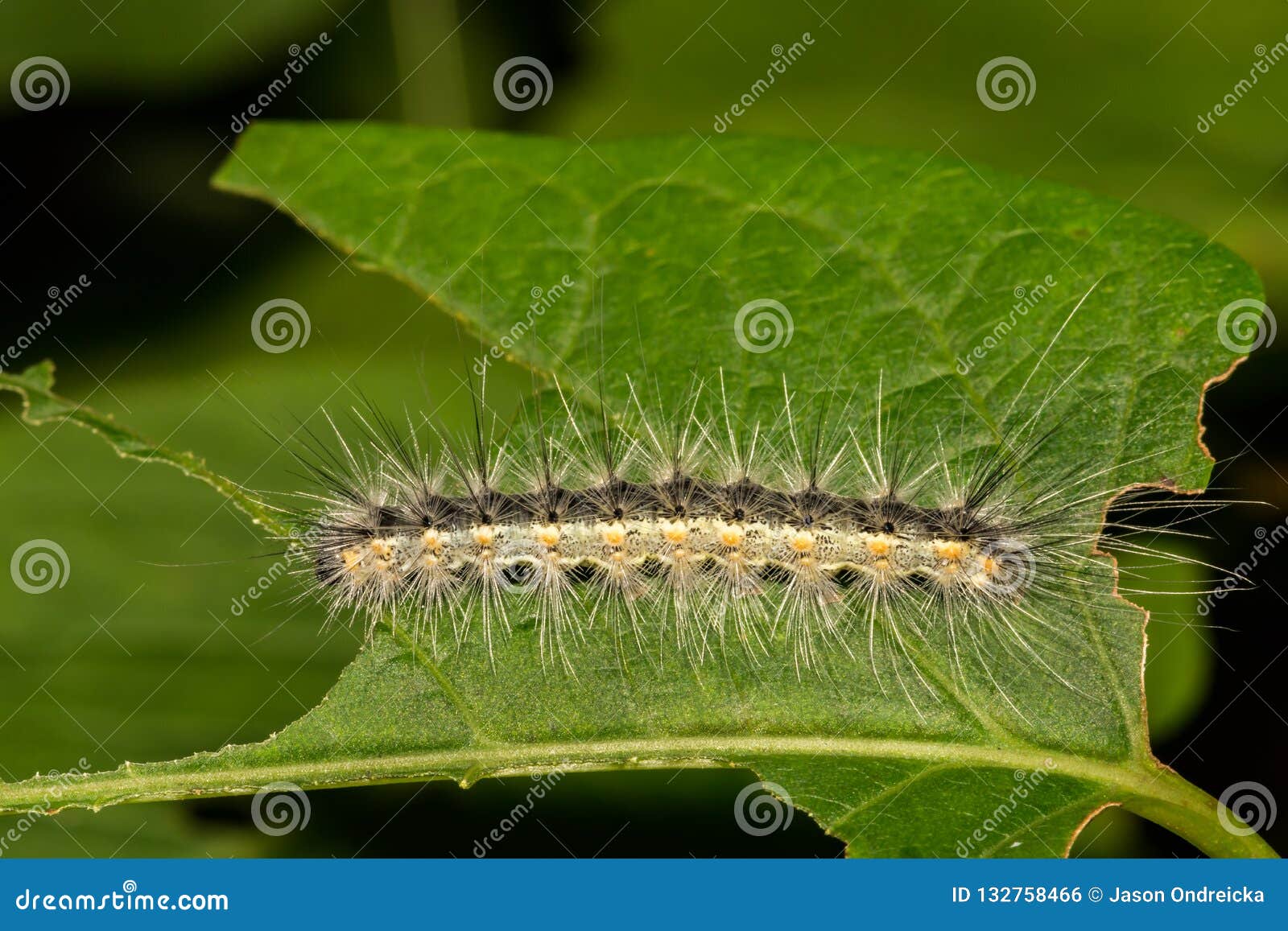 Fall Webworm Moth Larva Crawl Over White Royalty-Free Stock Image ...
