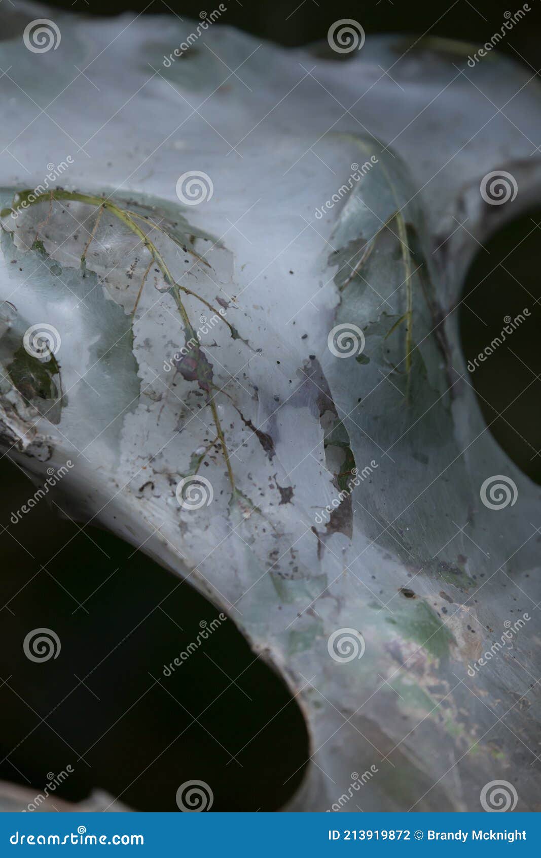 Fall Webworm Cocoon stock photo. Image of insect, organism - 213919872