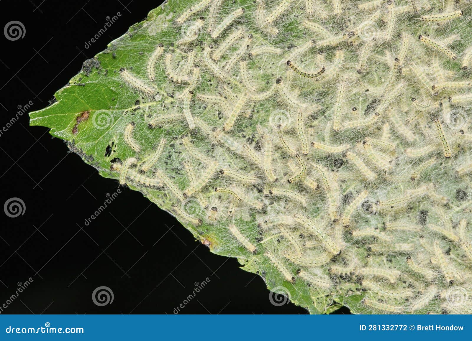 Fall Webworm (Hyphantria Cunea) Caterpillar Colony, Creating Webbed ...