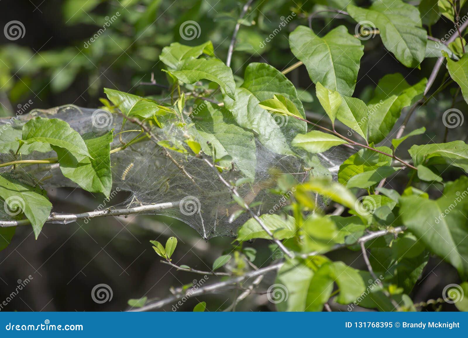Fall Webworm Hyphantria Cunea Cocoon Stock Image - Image of forest ...