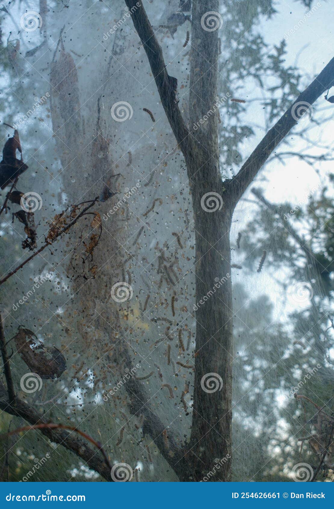 Fall Webworm - Hyphantria Cunea - Infestation of Nest on Persimmon Tree ...