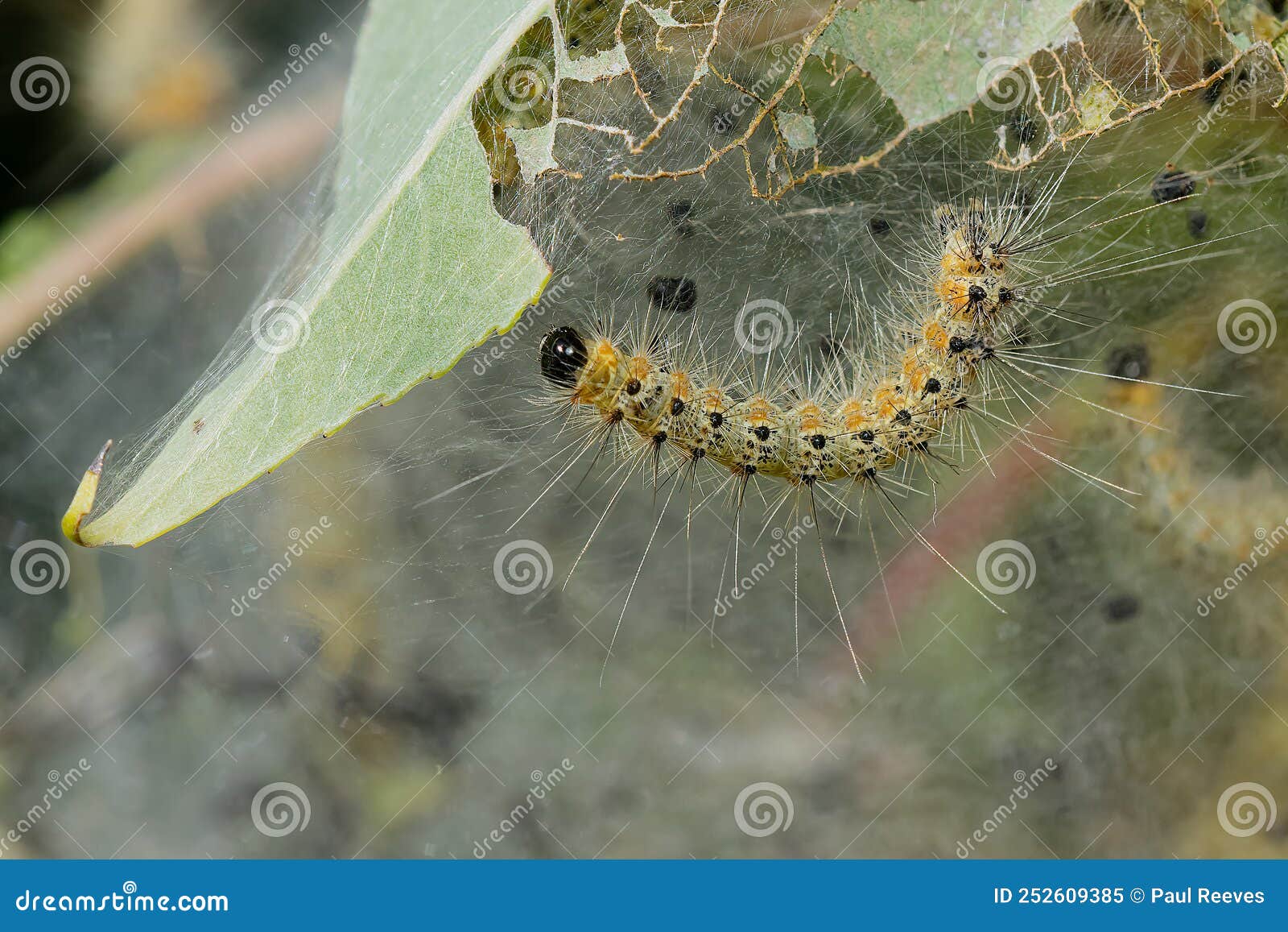 Fall Webworm Moth - Hyphantria Cunea Stock Image - Image of horizontal ...