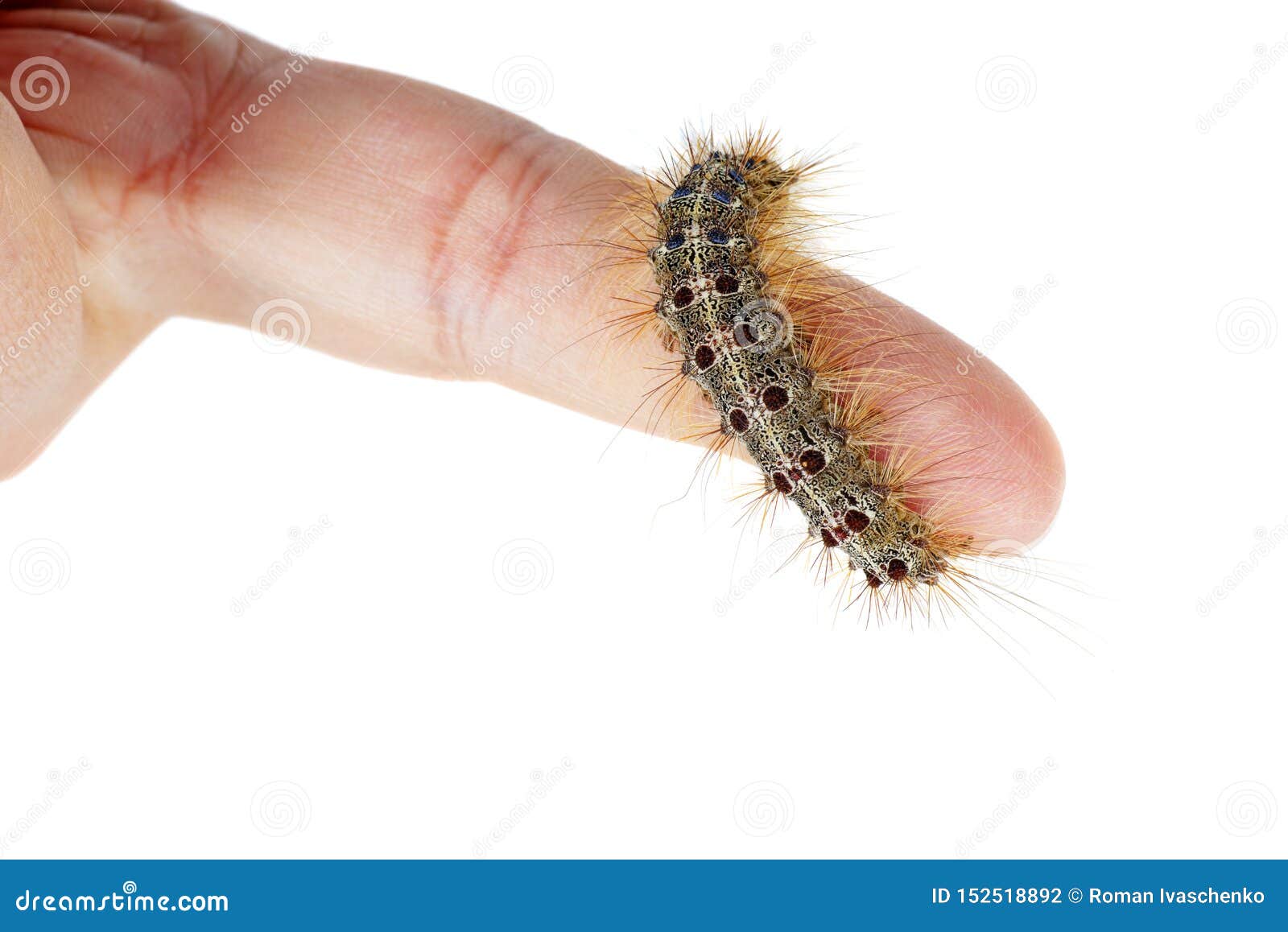 Fall Webworm Moth Larva Crawl Over Human Index Finger. White Background ...