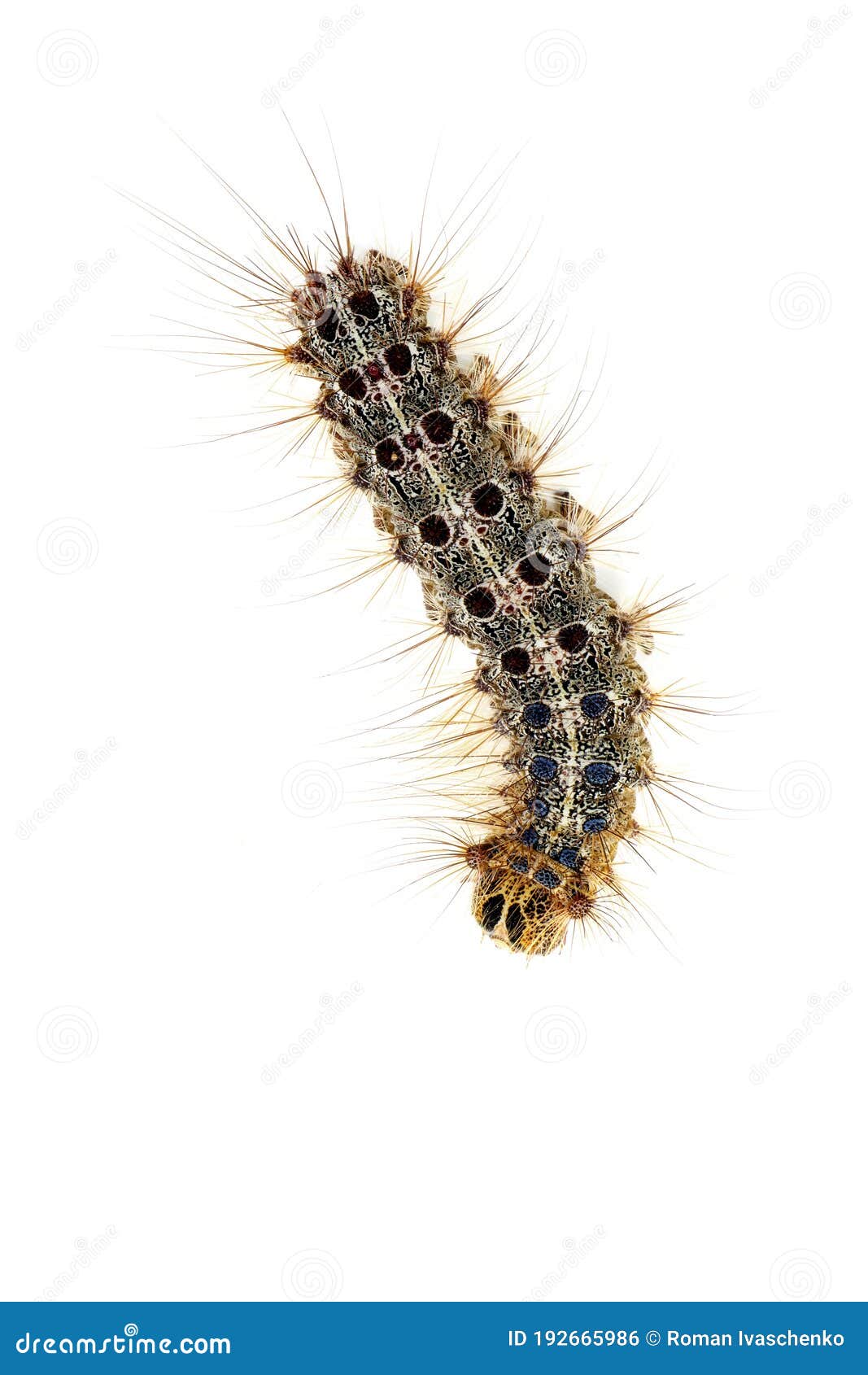 Fall Webworm Moth Larva Crawl Over White Stock Photo - Image of fall ...