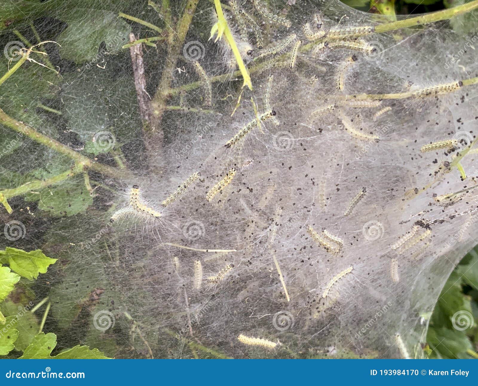 Fall webworm moth larvae stock photo. Image of insect - 193984170