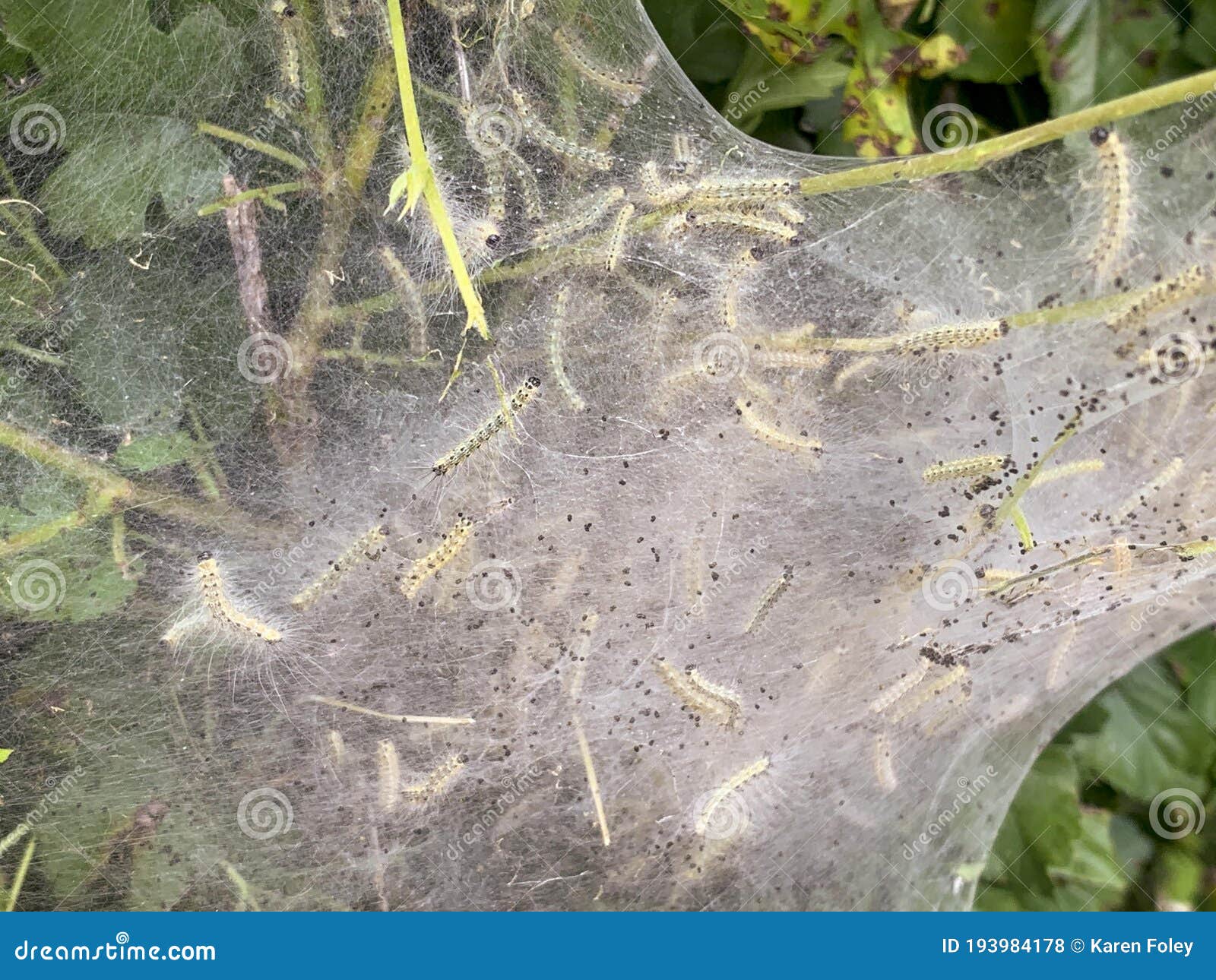 Webworm Moth Stock Image | CartoonDealer.com #15462193