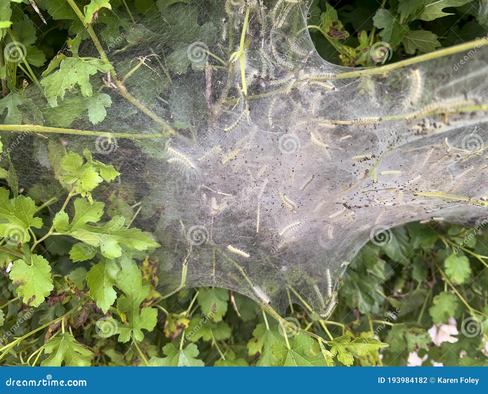 Fall webworm moth larvae stock photo. Image of close - 193984182