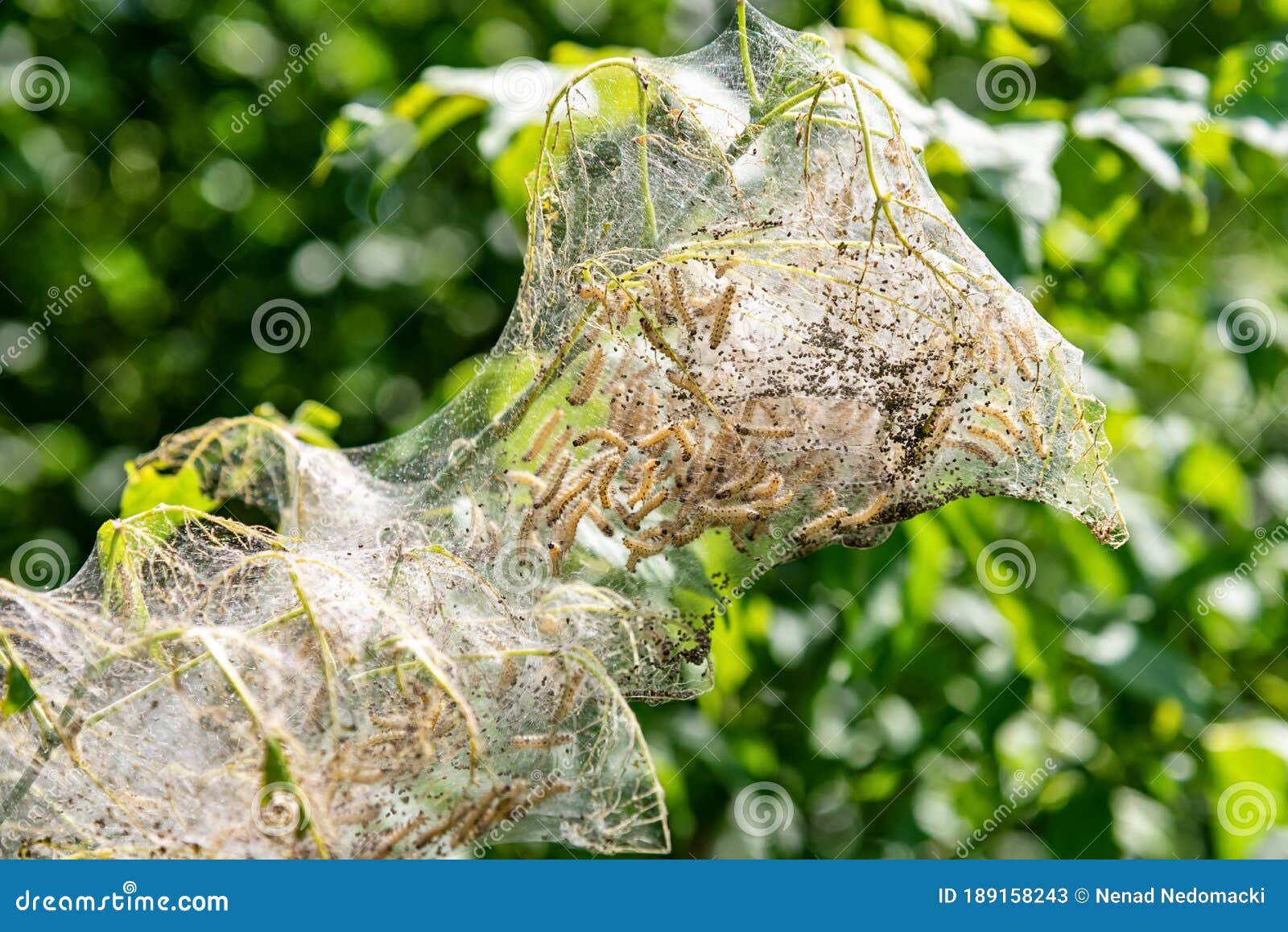 A Fall Webworm Nest on a Leafy Tree, Filled with Larvae. Stock Image ...