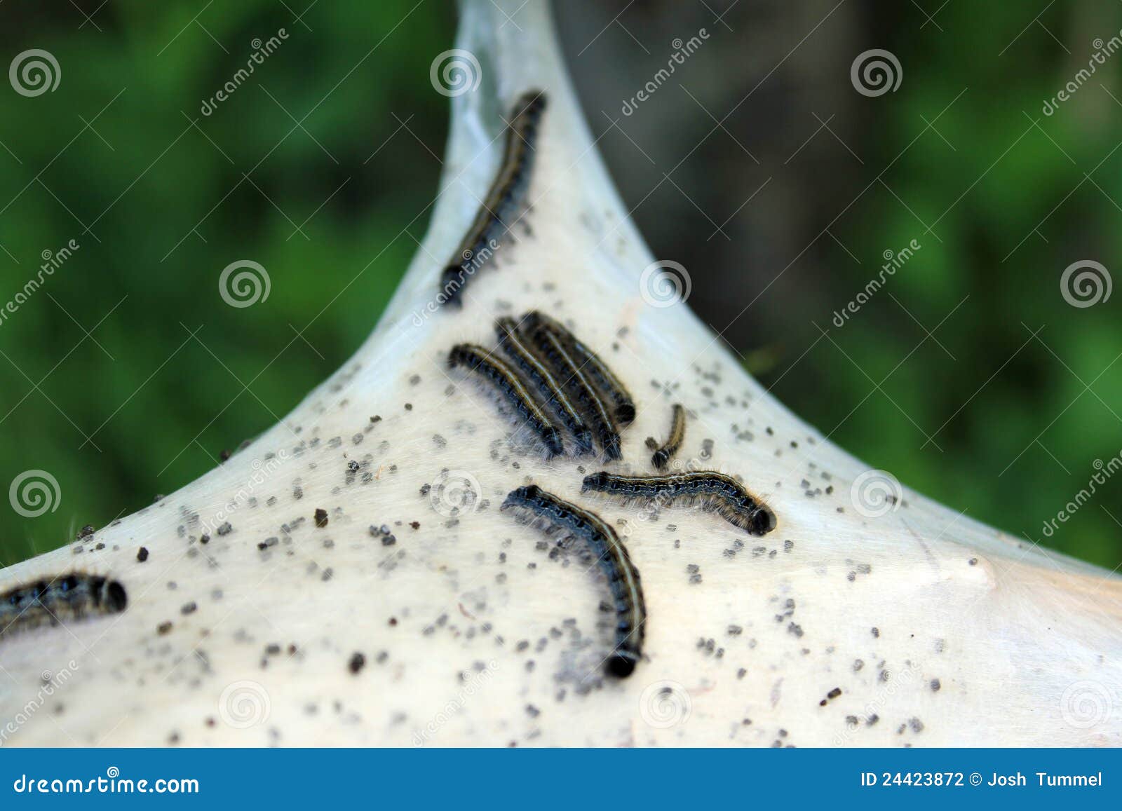 Fall webworms stock photo. Image of white, nest, webworms - 24423872