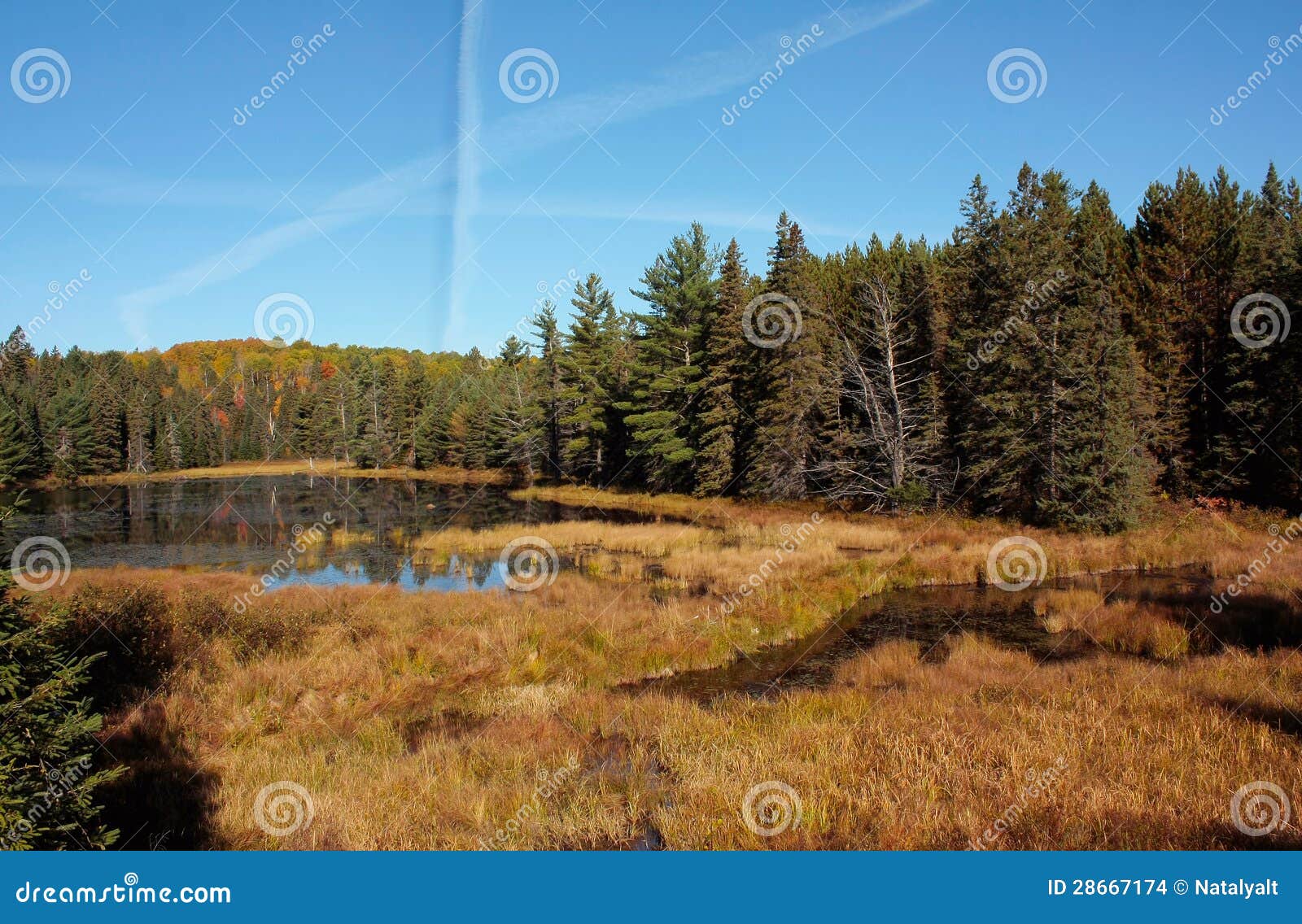 Fall Wetland stock photo. Image of autumn, nature, wetland - 28667174