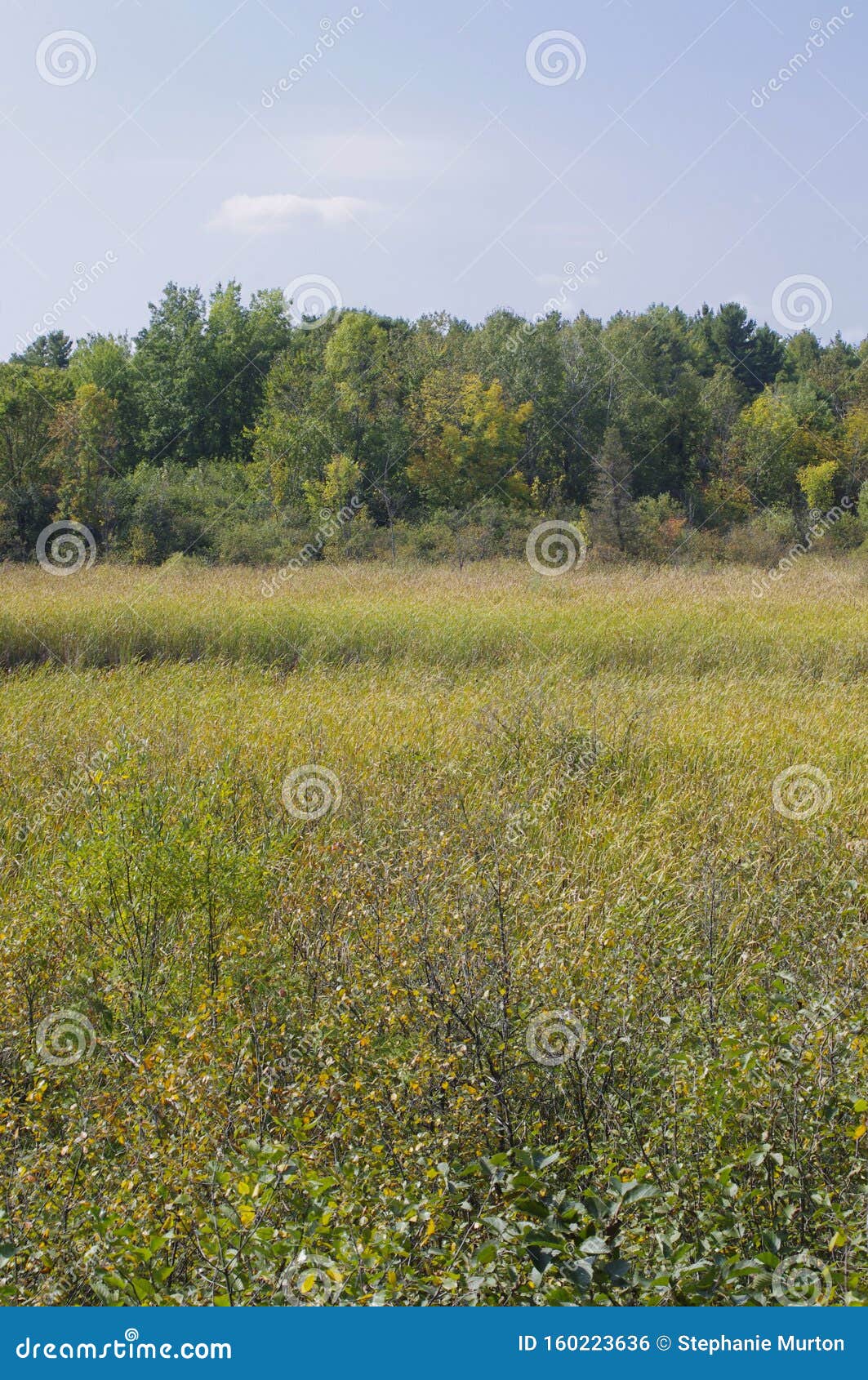 Fall wetlands field stock photo. Image of space, meadow - 160223636