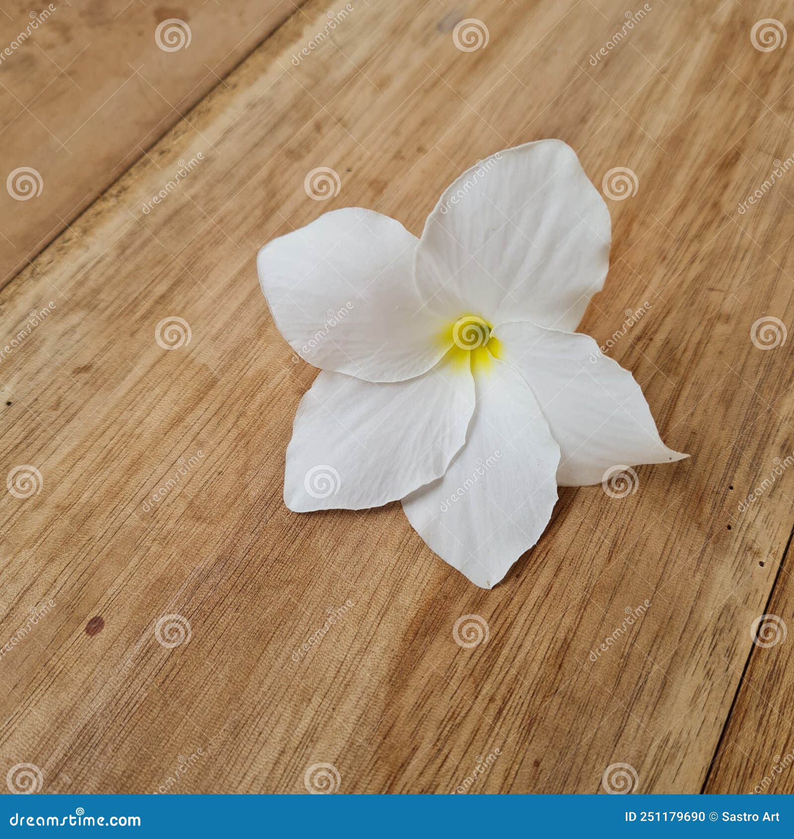 Fall White Flowers on the Table Stock Photo - Image of aroma, beautiful ...