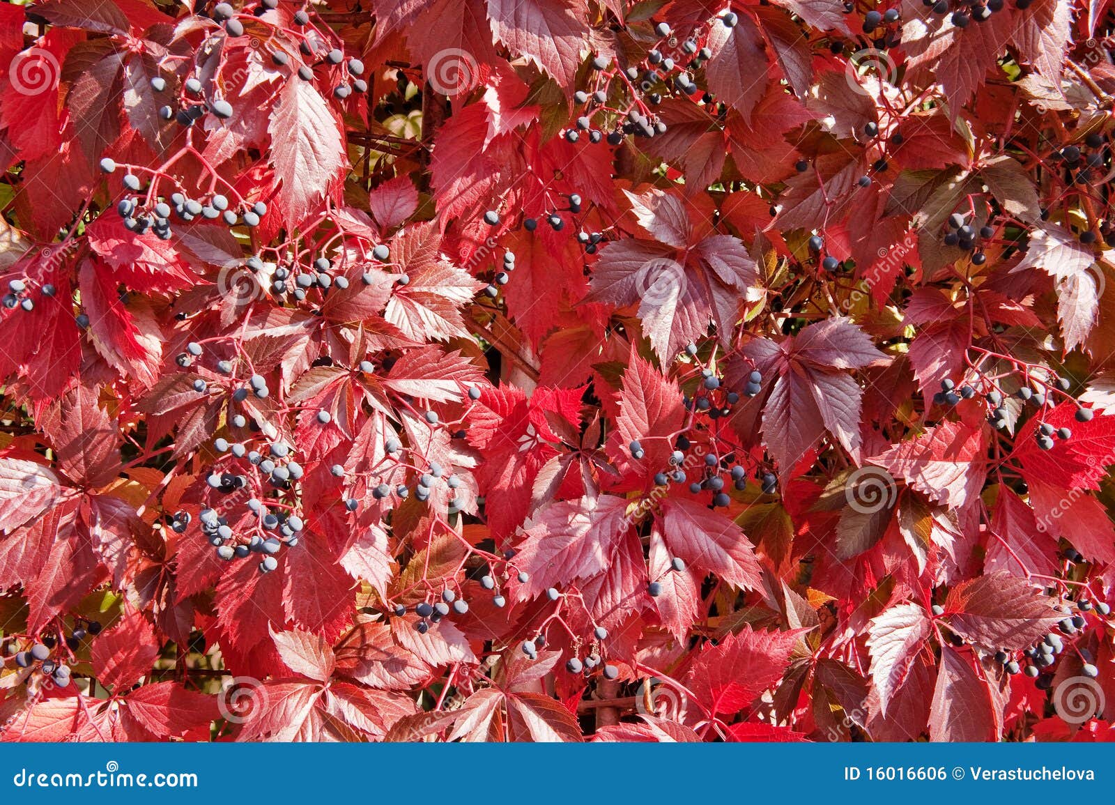 Fall wild wine stock photo. Image of orange, saturate - 16016606