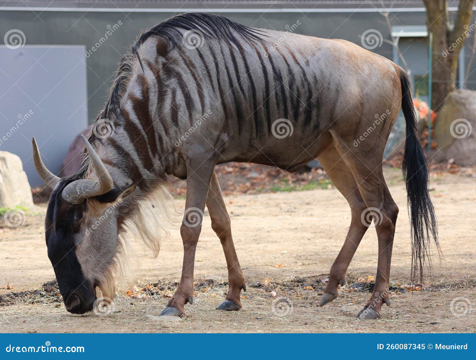 In Fall the Wildebeest or Wildebai, Stock Image - Image of bovine ...