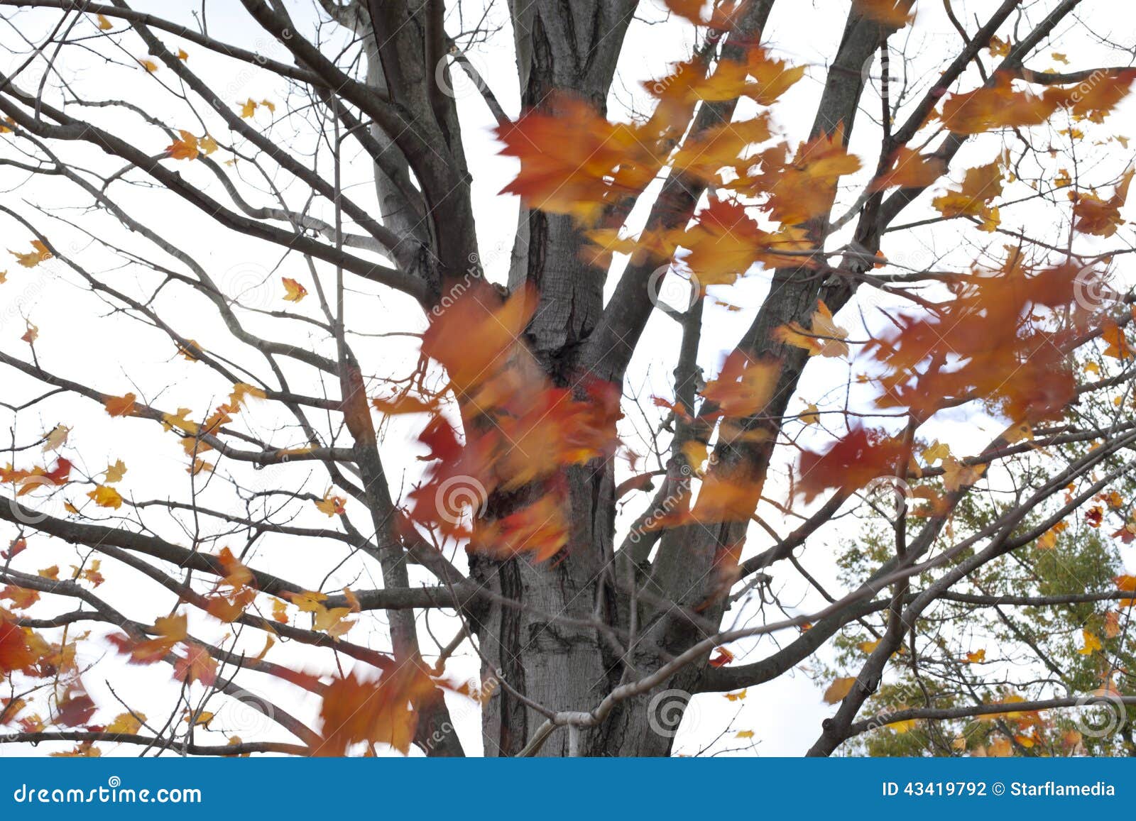 Fall Wind stock photo. Image of november, back, brown - 43419792
