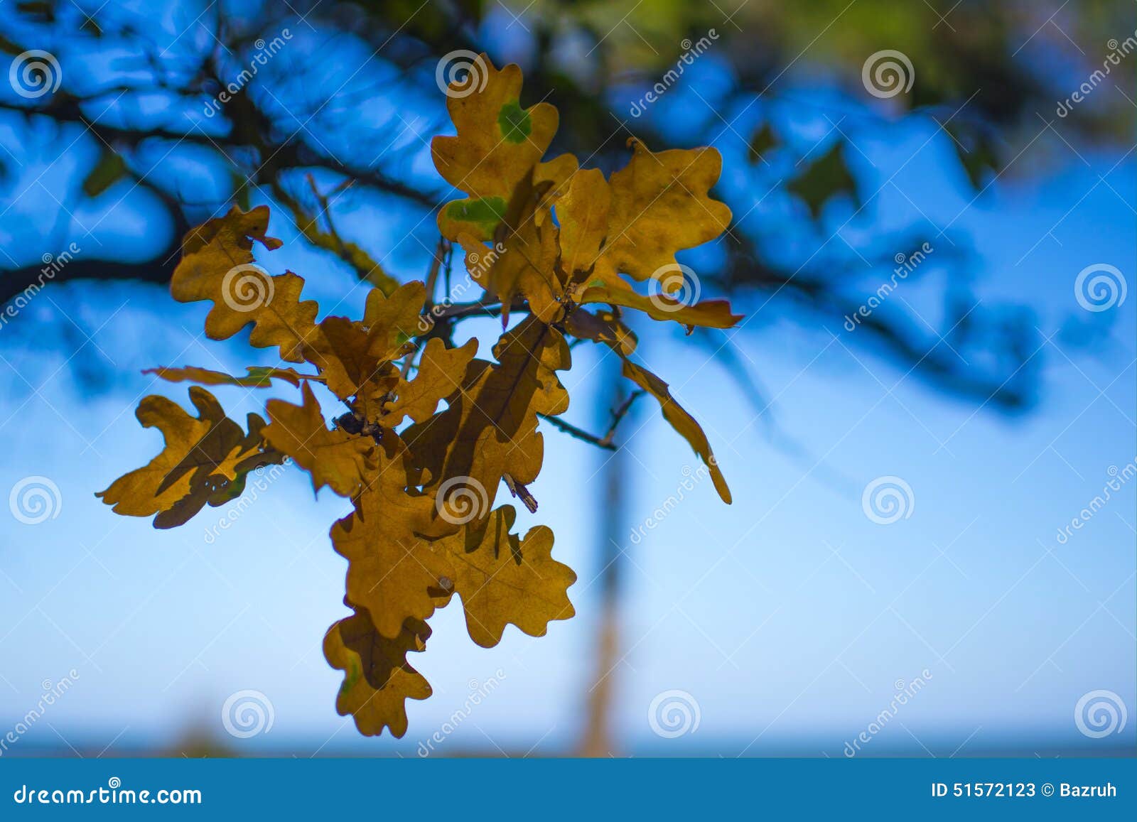 Fall, the Withering Leaves on a Tree Branch Stock Image - Image of ...