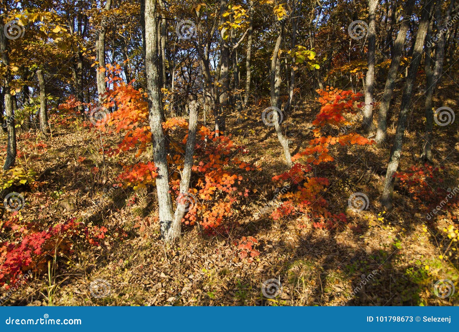 Fall in the wood stock image. Image of design, autumn - 101798673