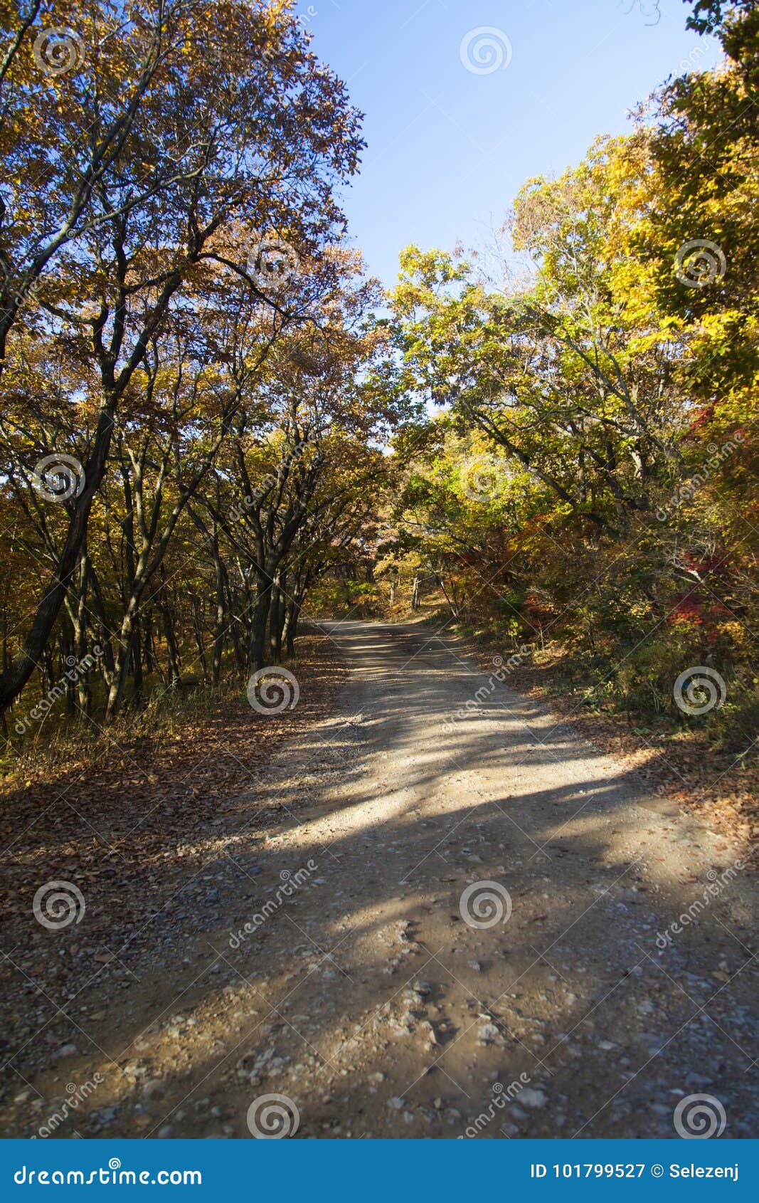 Fall in the wood stock image. Image of autumn, beautiful - 101799527