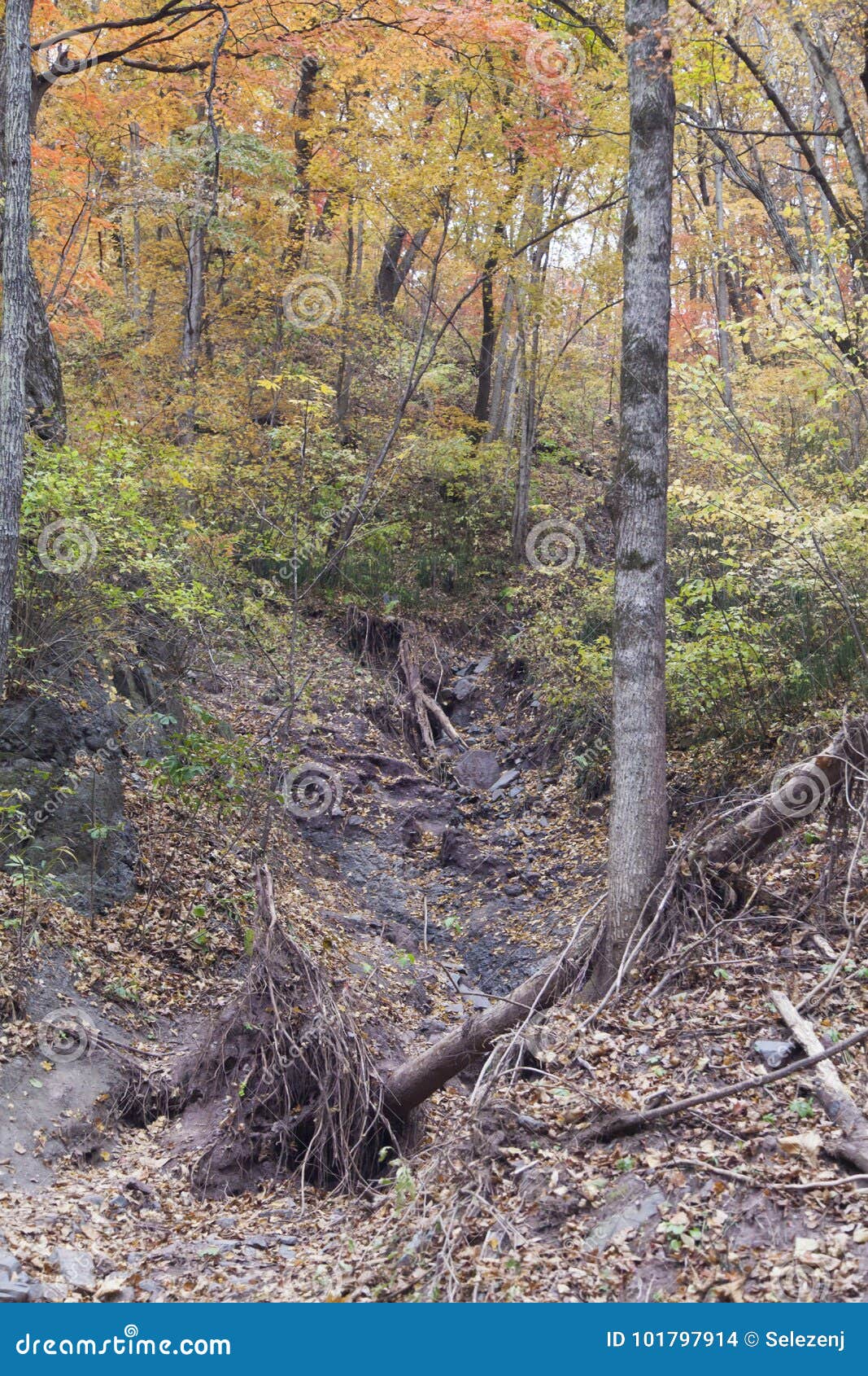 Fall in the wood stock photo. Image of background, mountain - 101797914