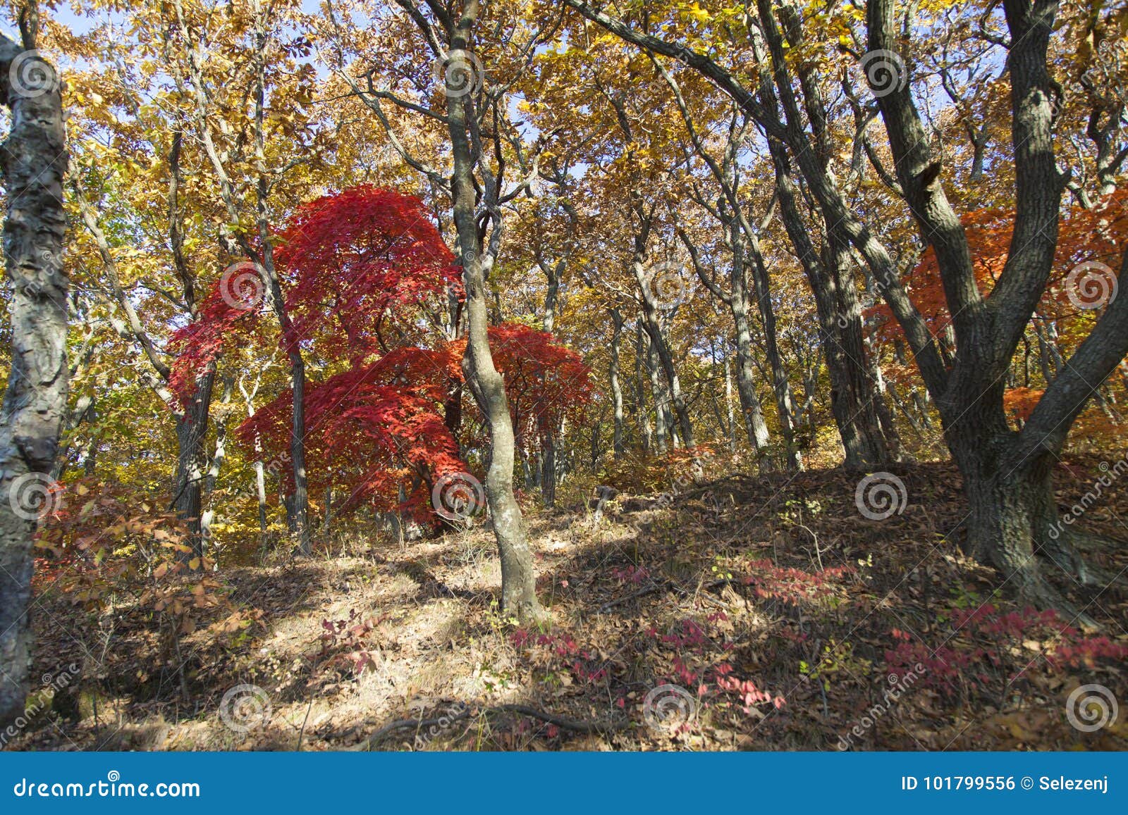Fall in the wood stock photo. Image of mountain, environment - 101799556