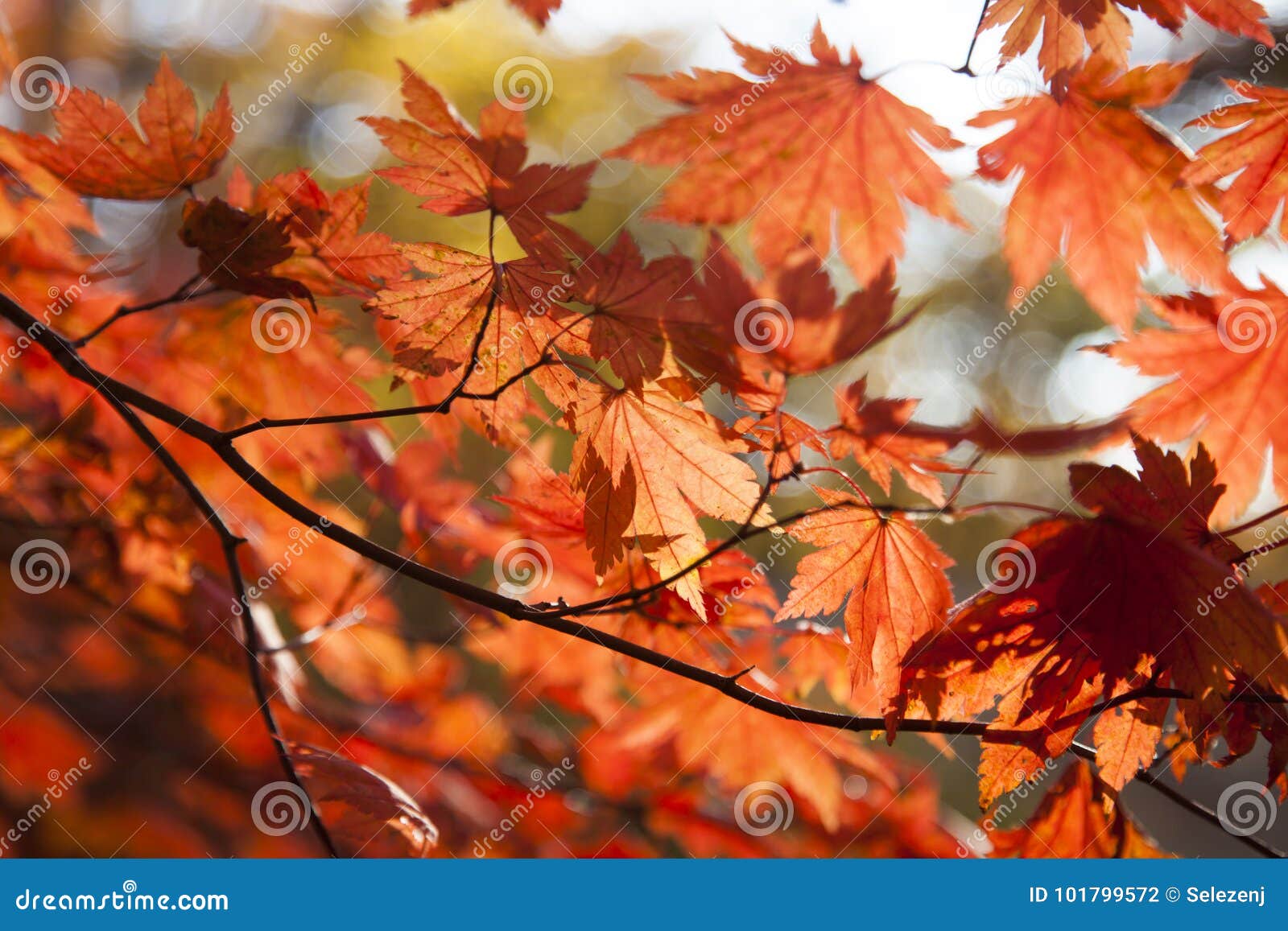Fall in the wood stock photo. Image of environment, brown - 101799572