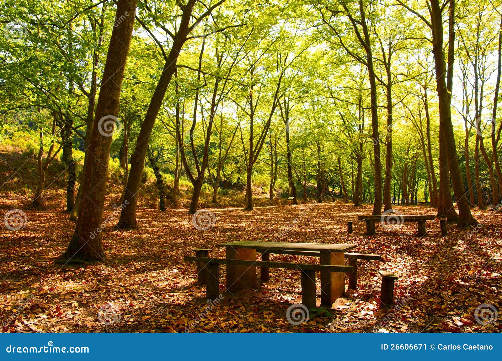Fall in the woods stock image. Image of peaceful, golden - 26606671