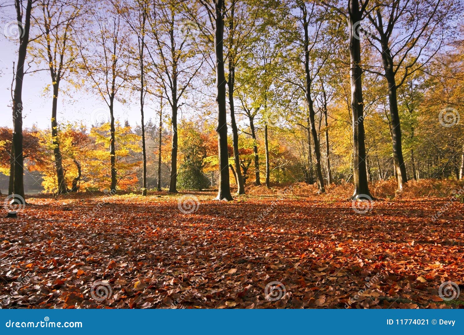 Fall in the Woods in the Countryside from the Neth Stock Image - Image ...