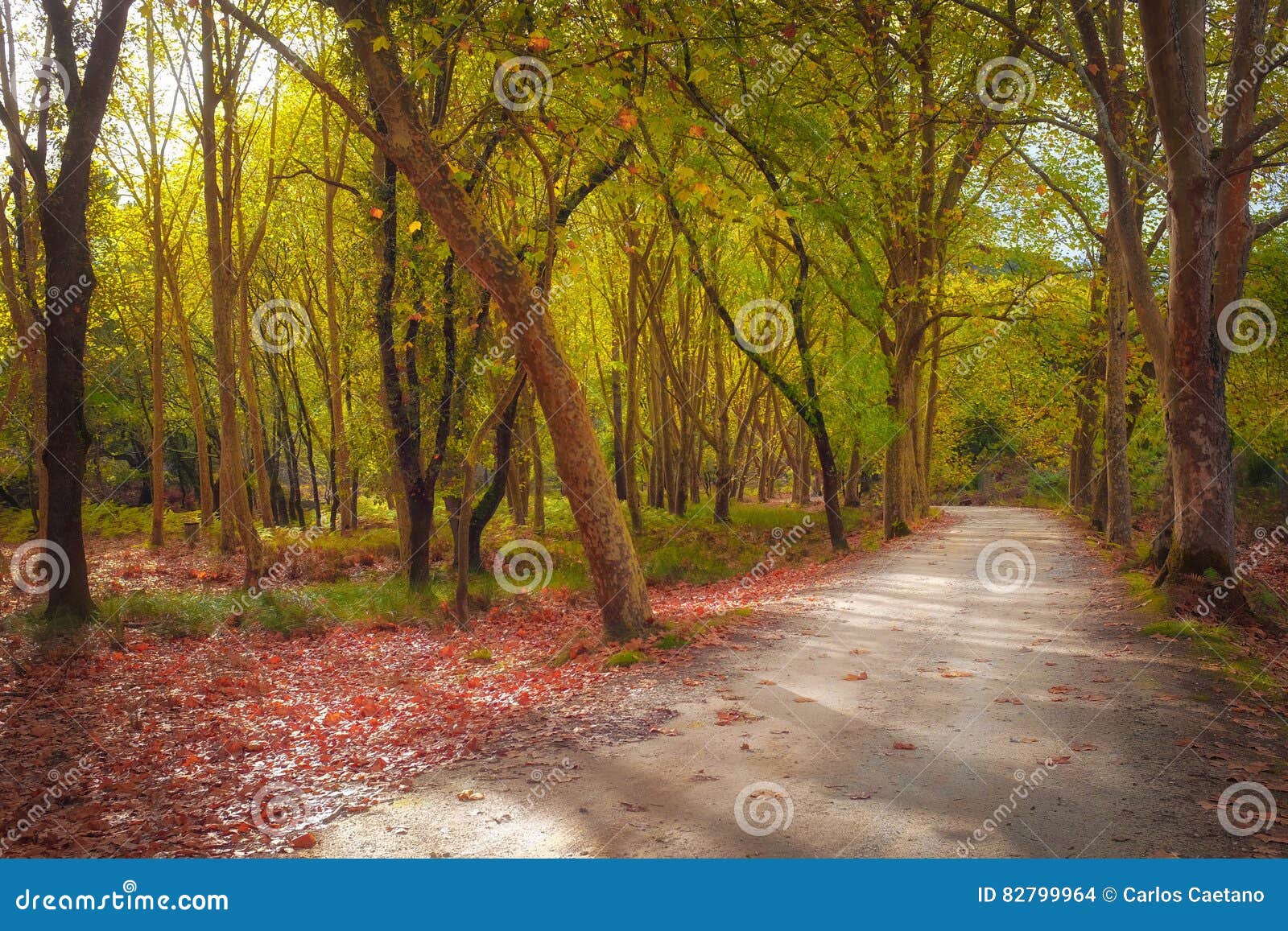 Fall in the Woods stock photo. Image of mood, color, national - 82799964