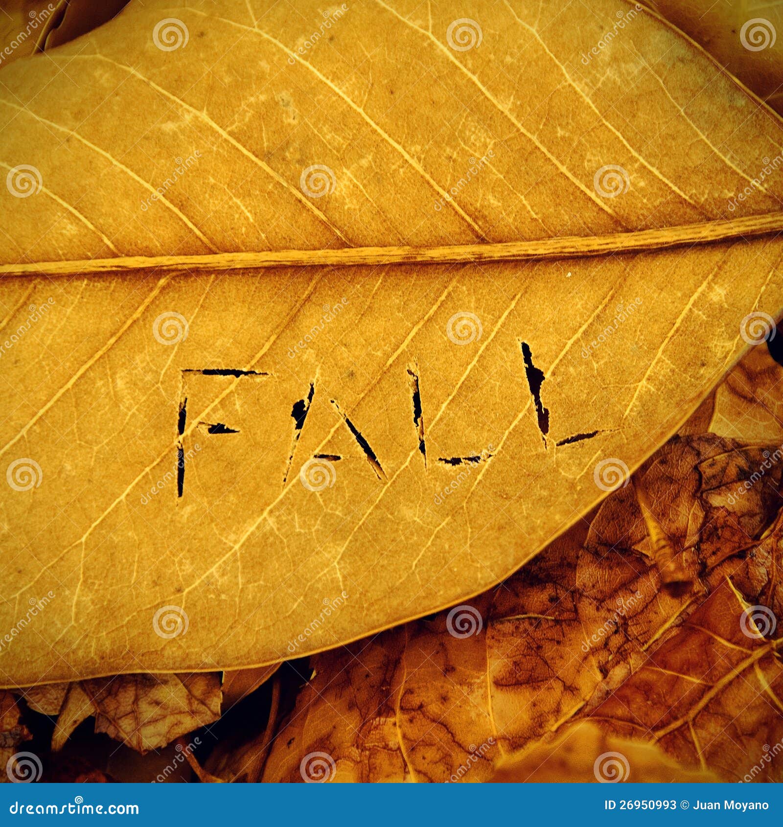 Fall Written in Autumn Leaves Stock Image - Image of dried, foliage ...