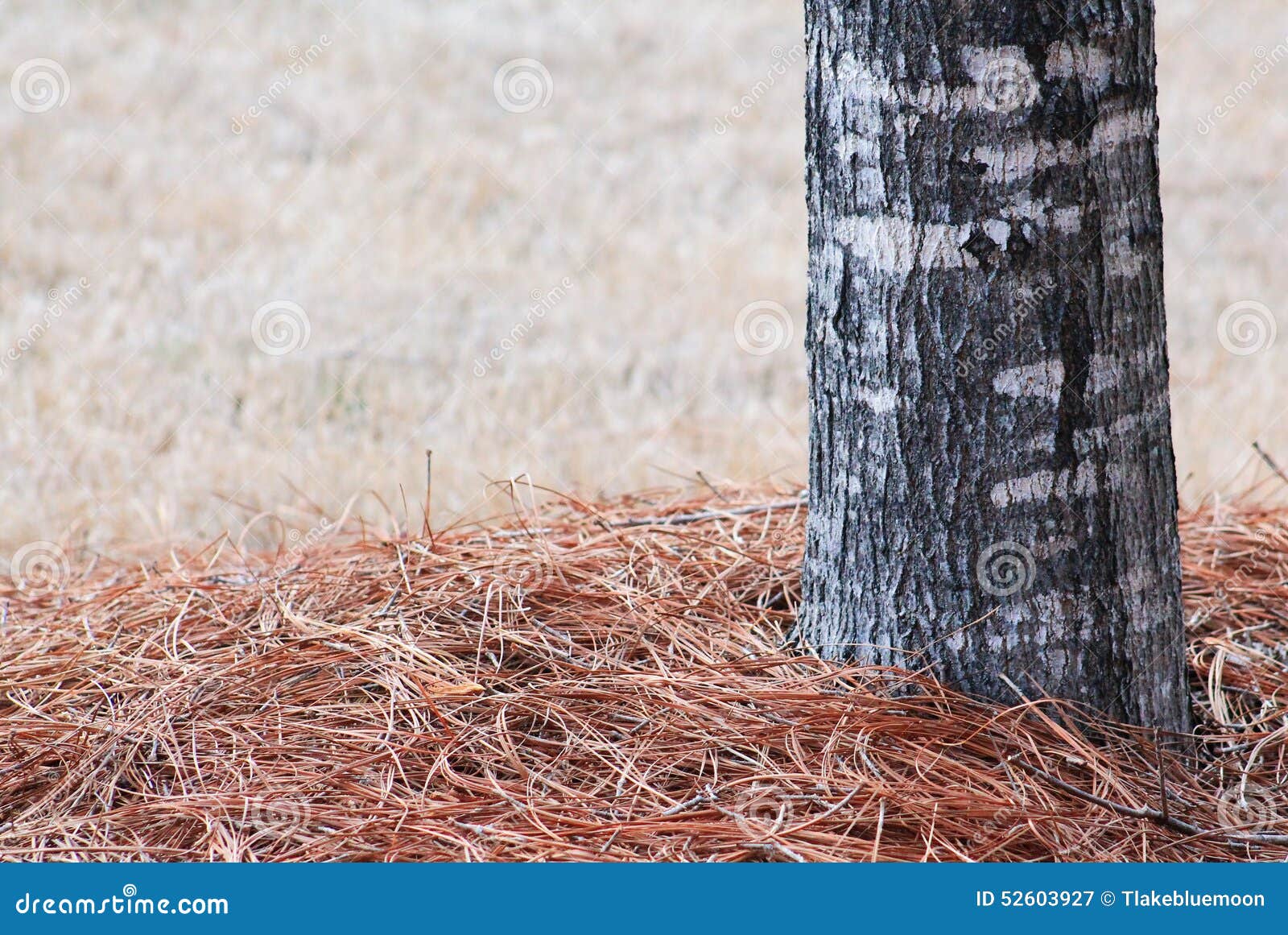 Fall Yard stock image. Image of maple, grass, tree, fall - 52603927