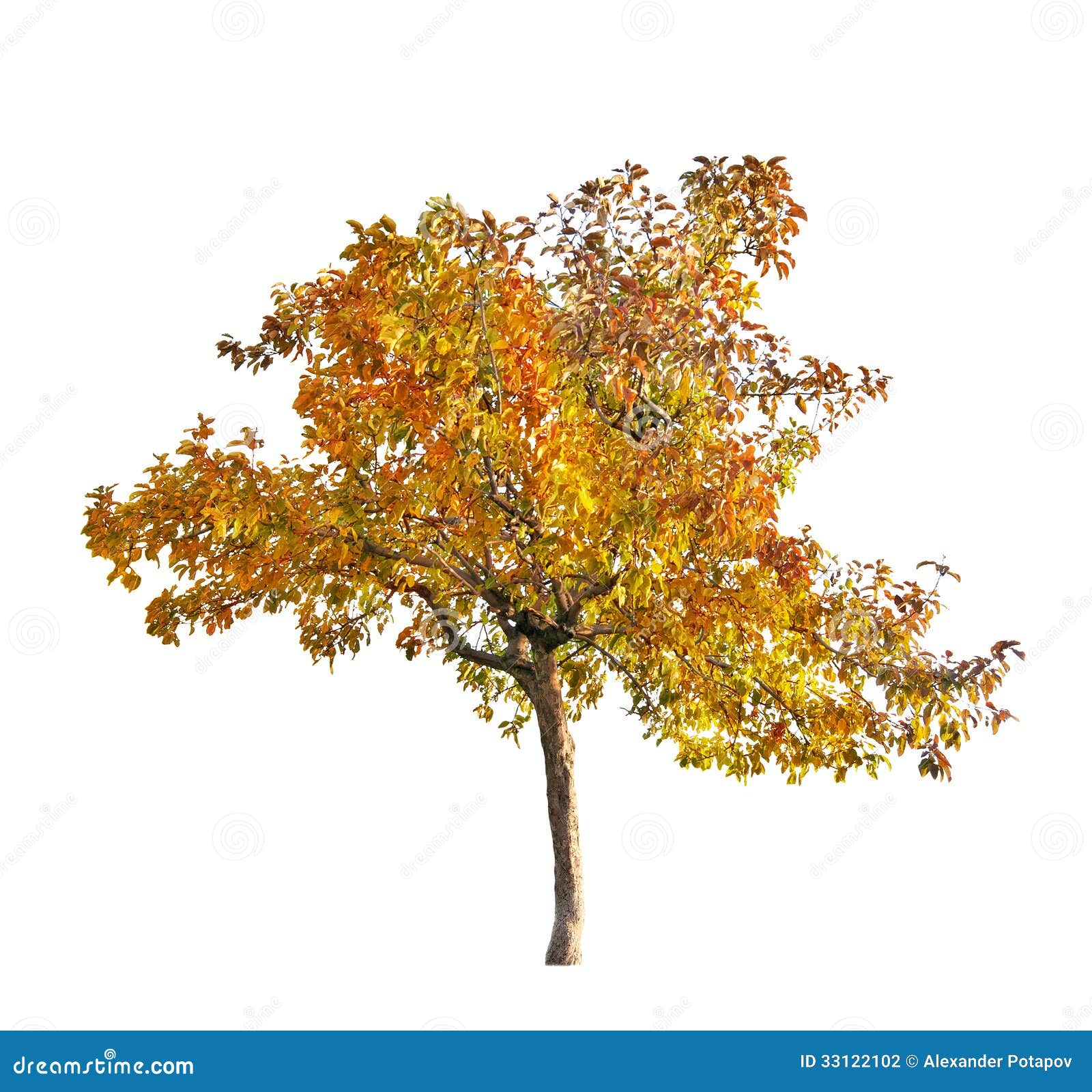 Fall Yellow Apple-tree Isolated on White Stock Photo - Image of season ...