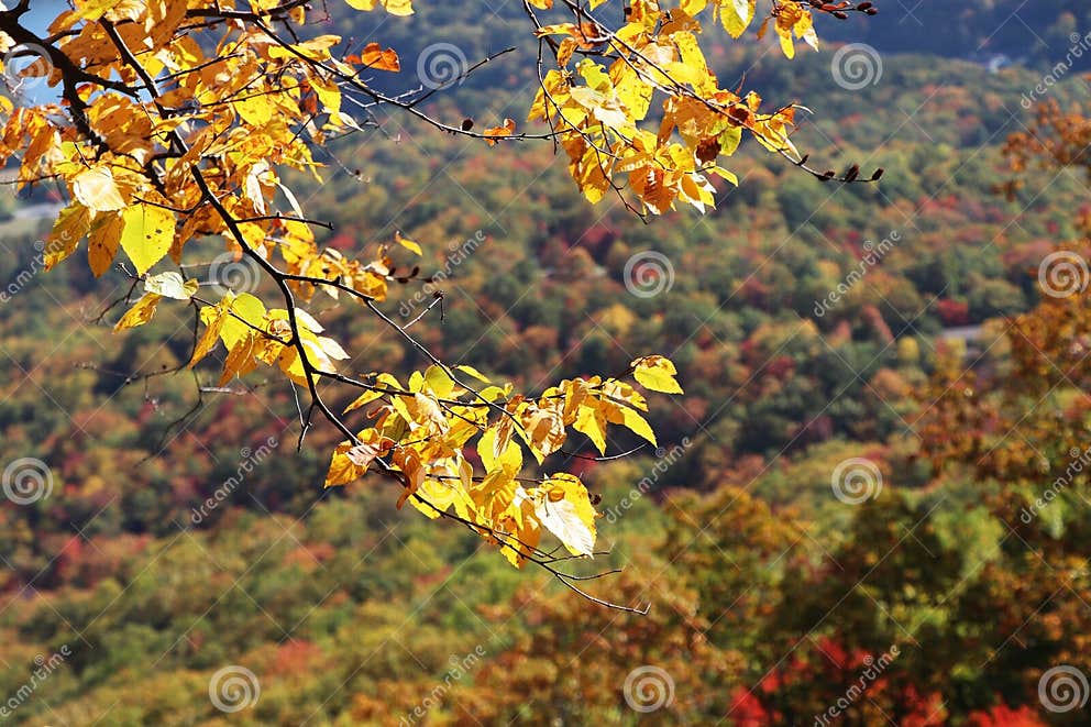Fall Yellow Beech Tree Leaves in Front of Tree Covered Mountainside ...