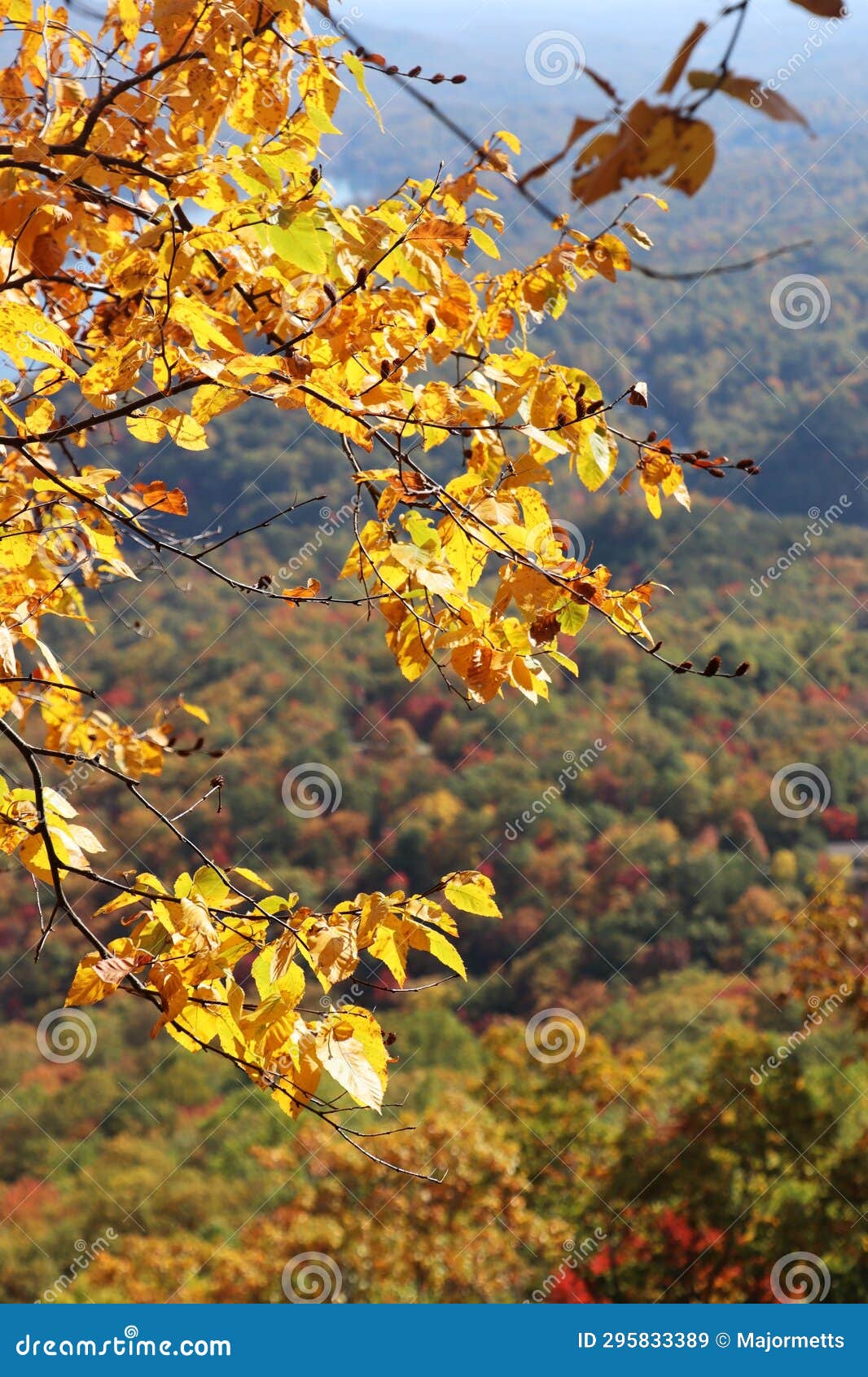 Fall Yellow Beech Tree Leaves in Front of Tree Covered Mountainside ...