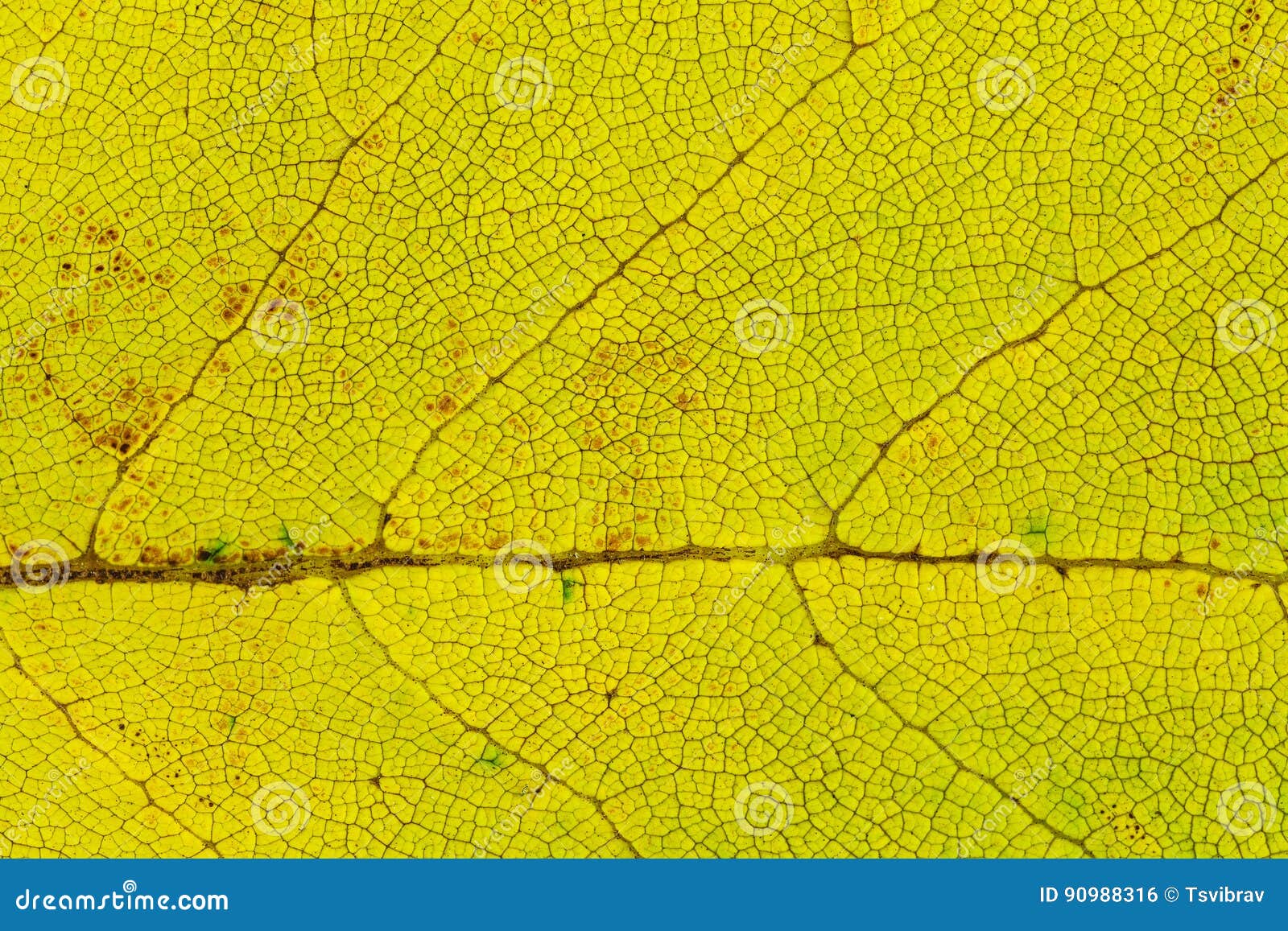 Fall Yellow Leaf Texture Macro Closeup. Beautiful Natural Patter Stock ...